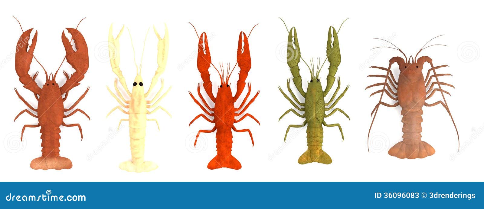 Render Of Crustacean - Crayfish Stock Photography | CartoonDealer.com ...
