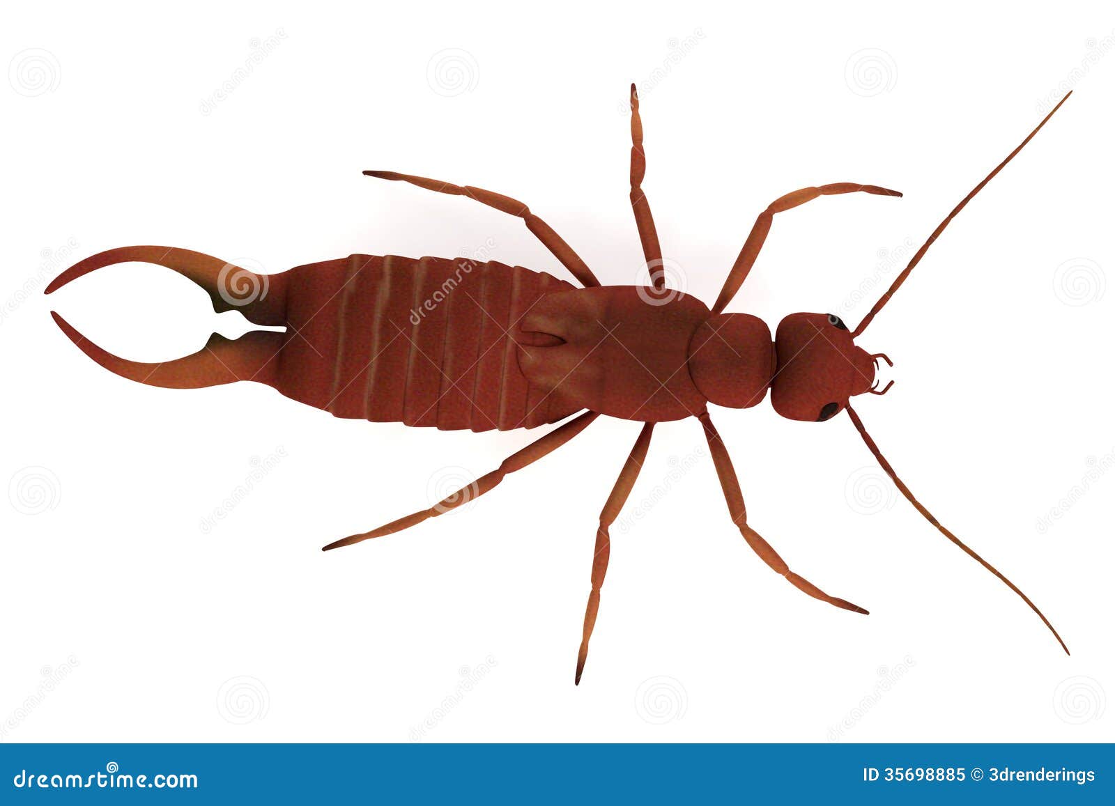 Render Of Earwig Stock Image | CartoonDealer.com #35698885