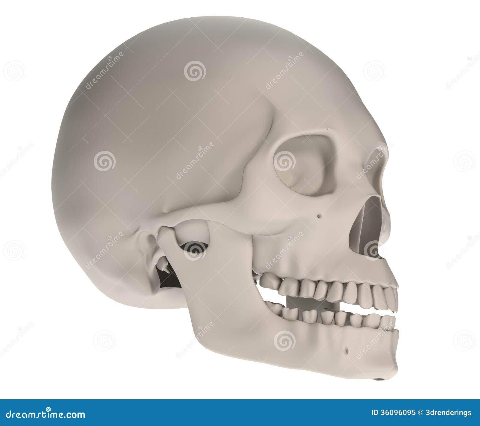 Render of female skull stock illustration. Illustration of skull - 36096095