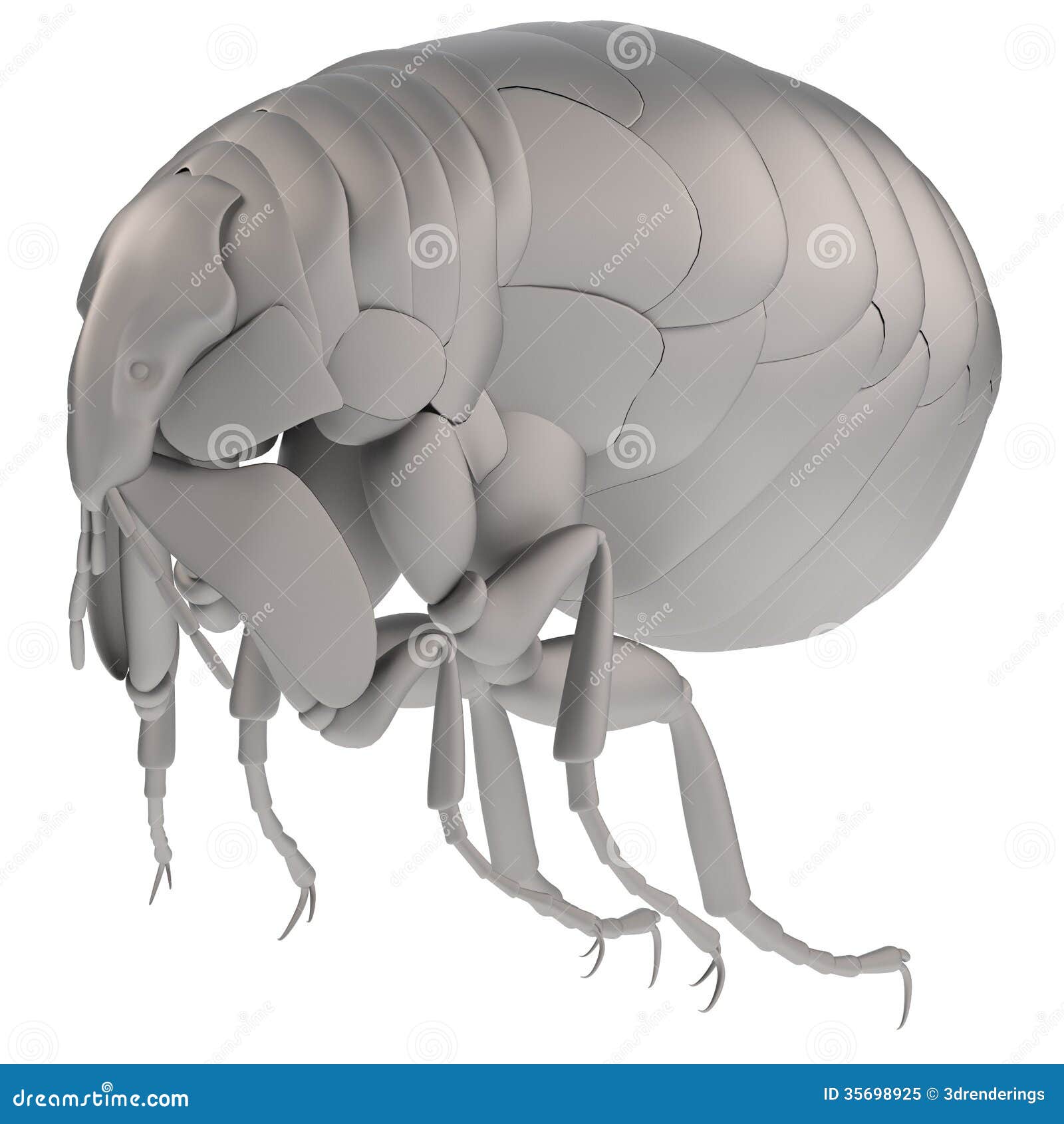 Render of flea stock illustration. Illustration of studio - 35698925