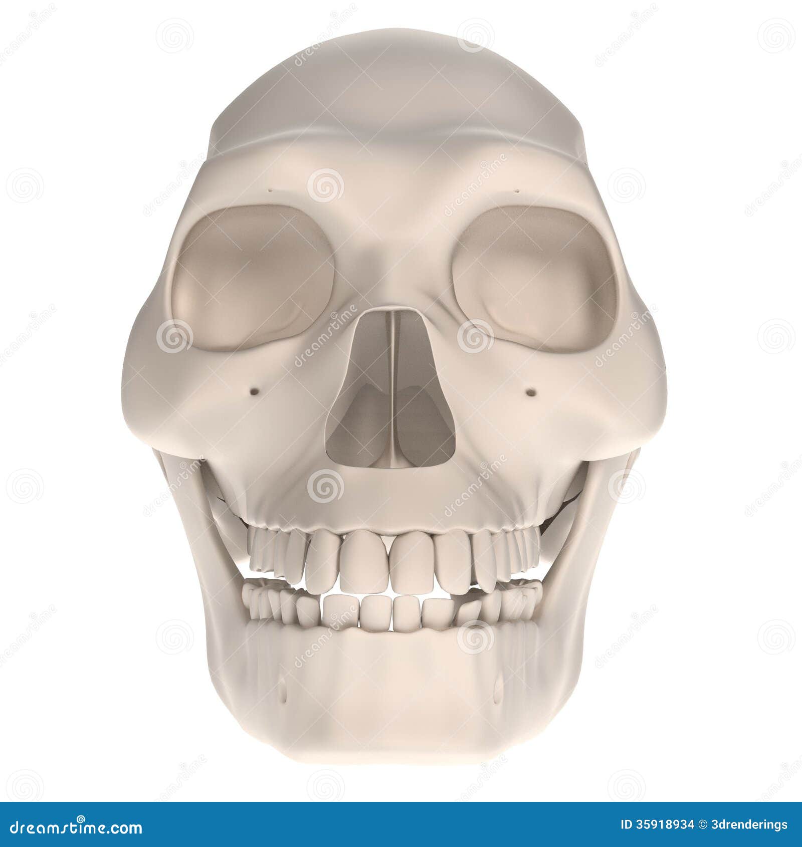 Render of erectus skull stock illustration. Illustration of graphics ...