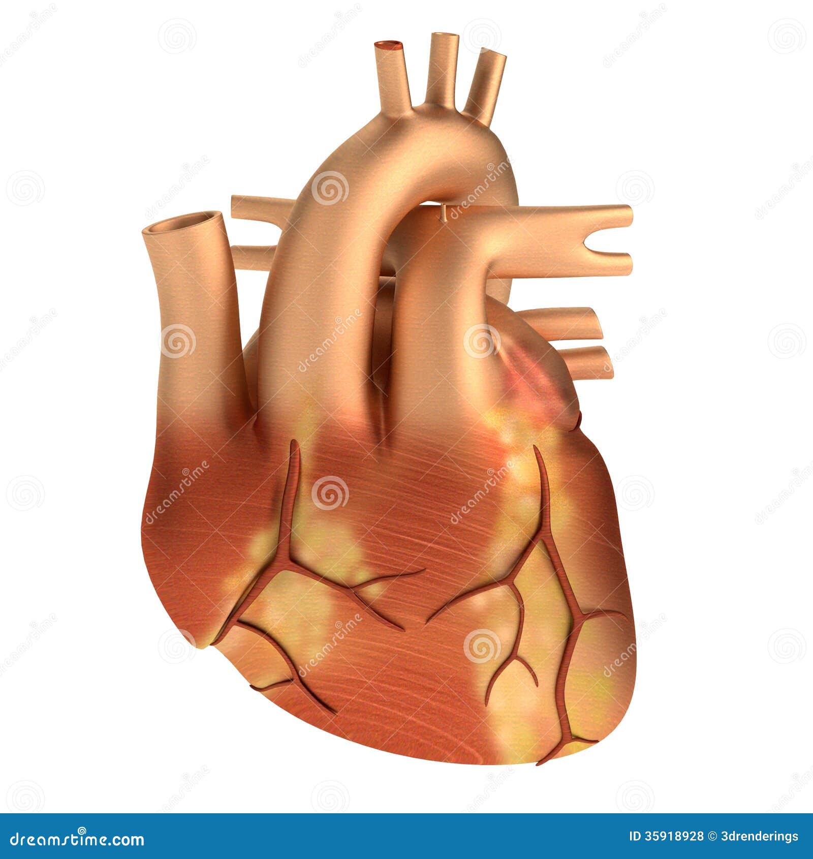 Render Of Human Heart Stock Photo | CartoonDealer.com #35918928