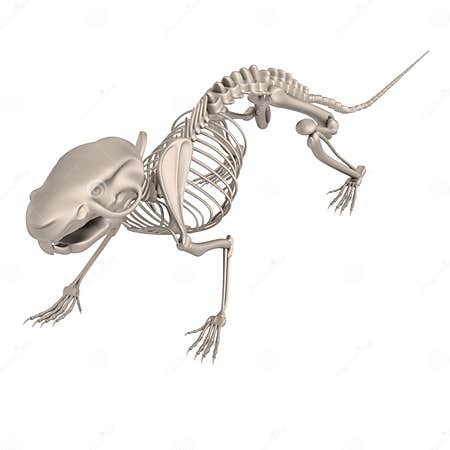 Render of mouse skeleton stock illustration. Illustration of skeleton ...