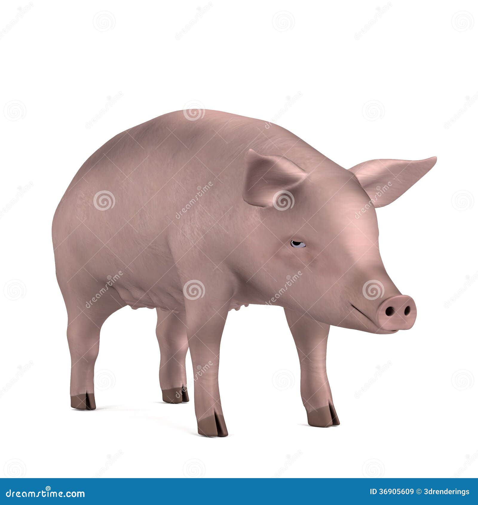 Render of pig stock illustration. Illustration of pork - 36905609