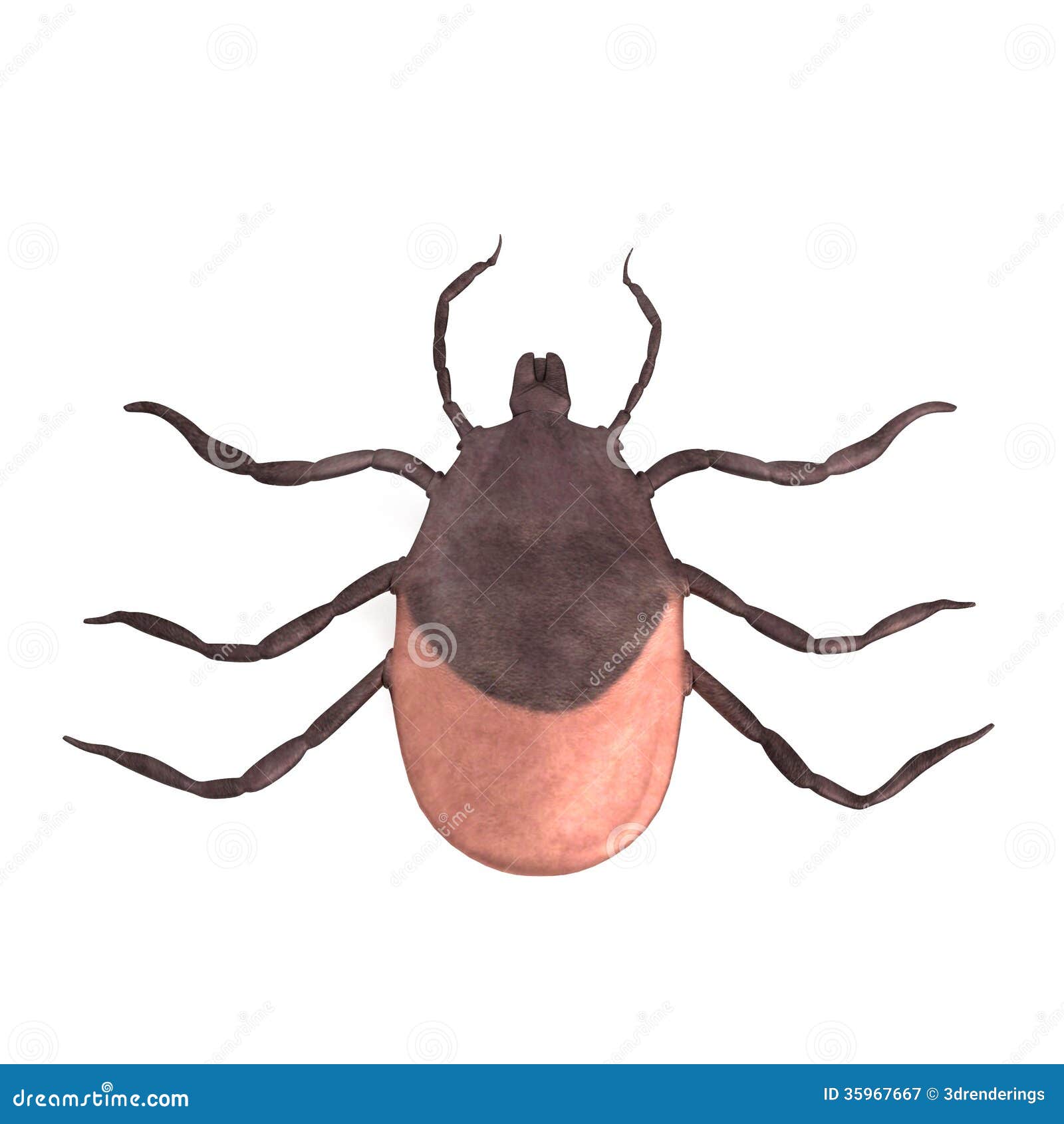Render of tick larva stock illustration. Illustration of larva - 35967667