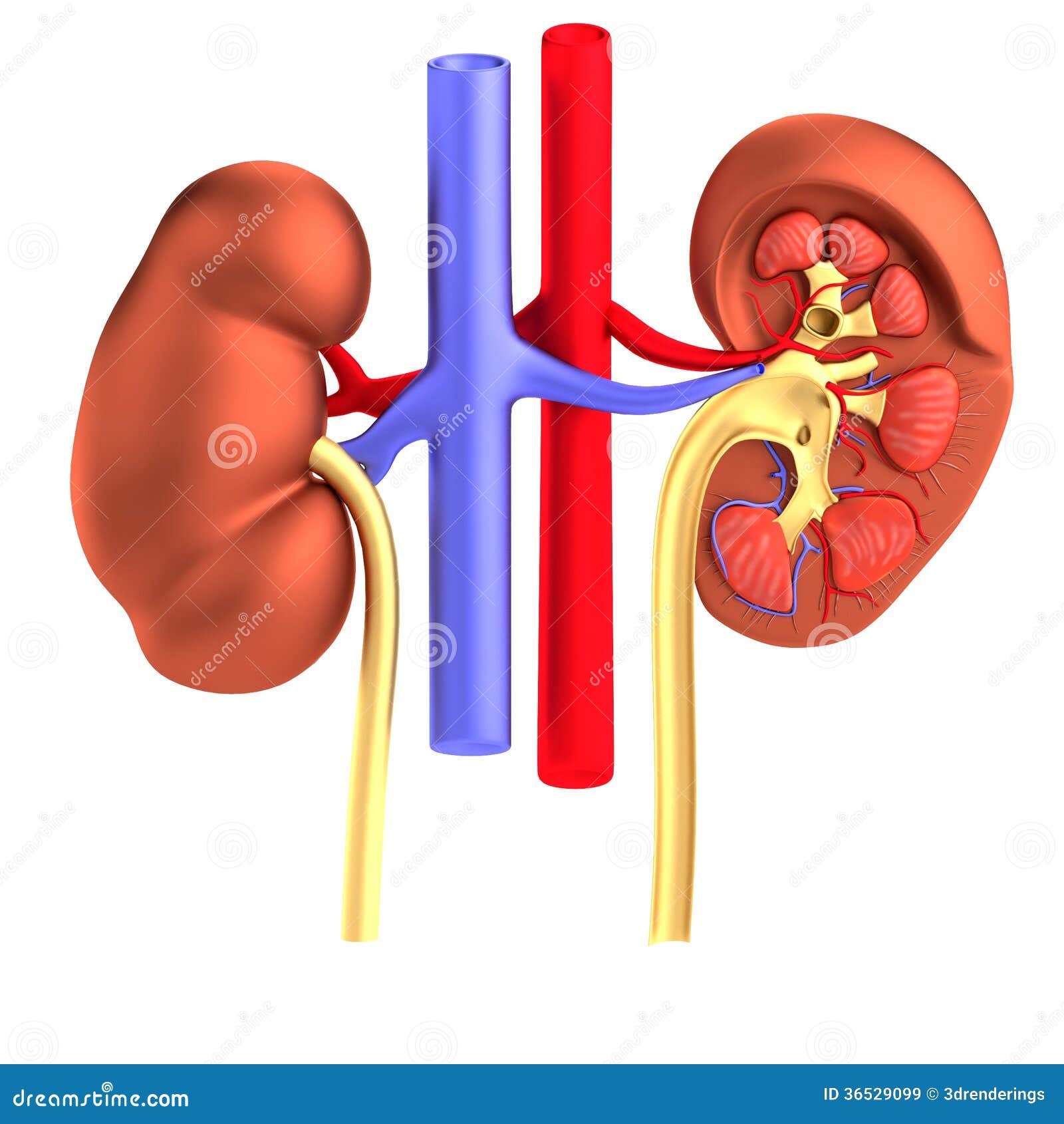 Render of urinary system stock illustration. Illustration of graphics ...