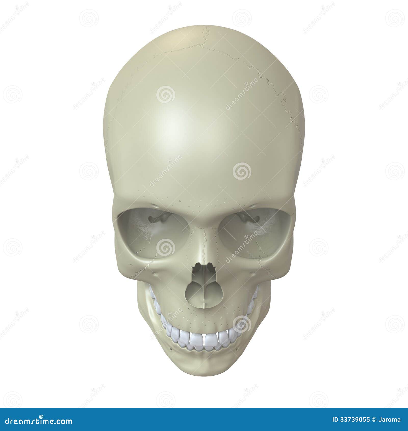Rendered human skull stock illustration. Illustration of biology - 33739055