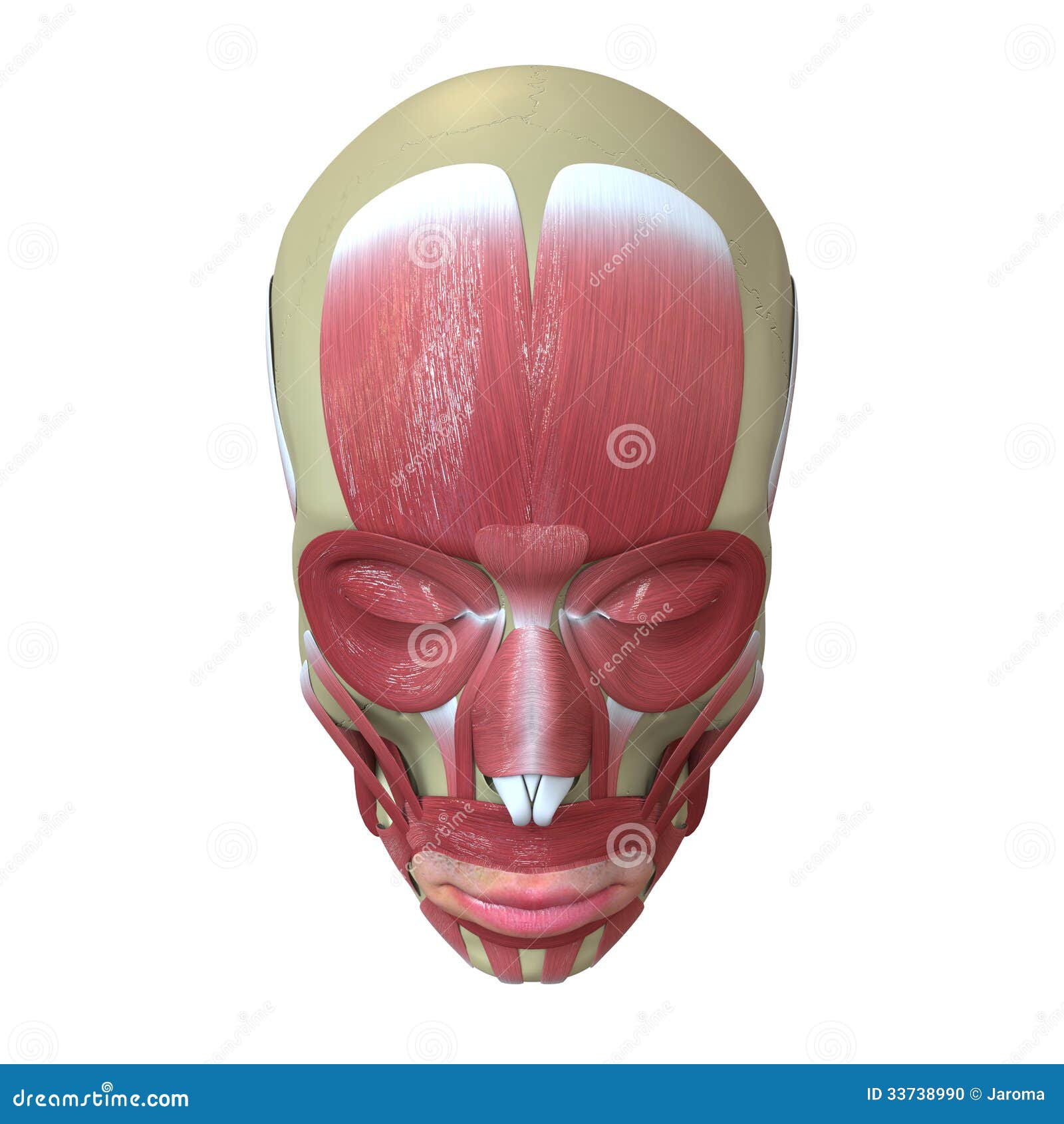Rendered Human Skull with Muscles Stock Illustration - Illustration of ...