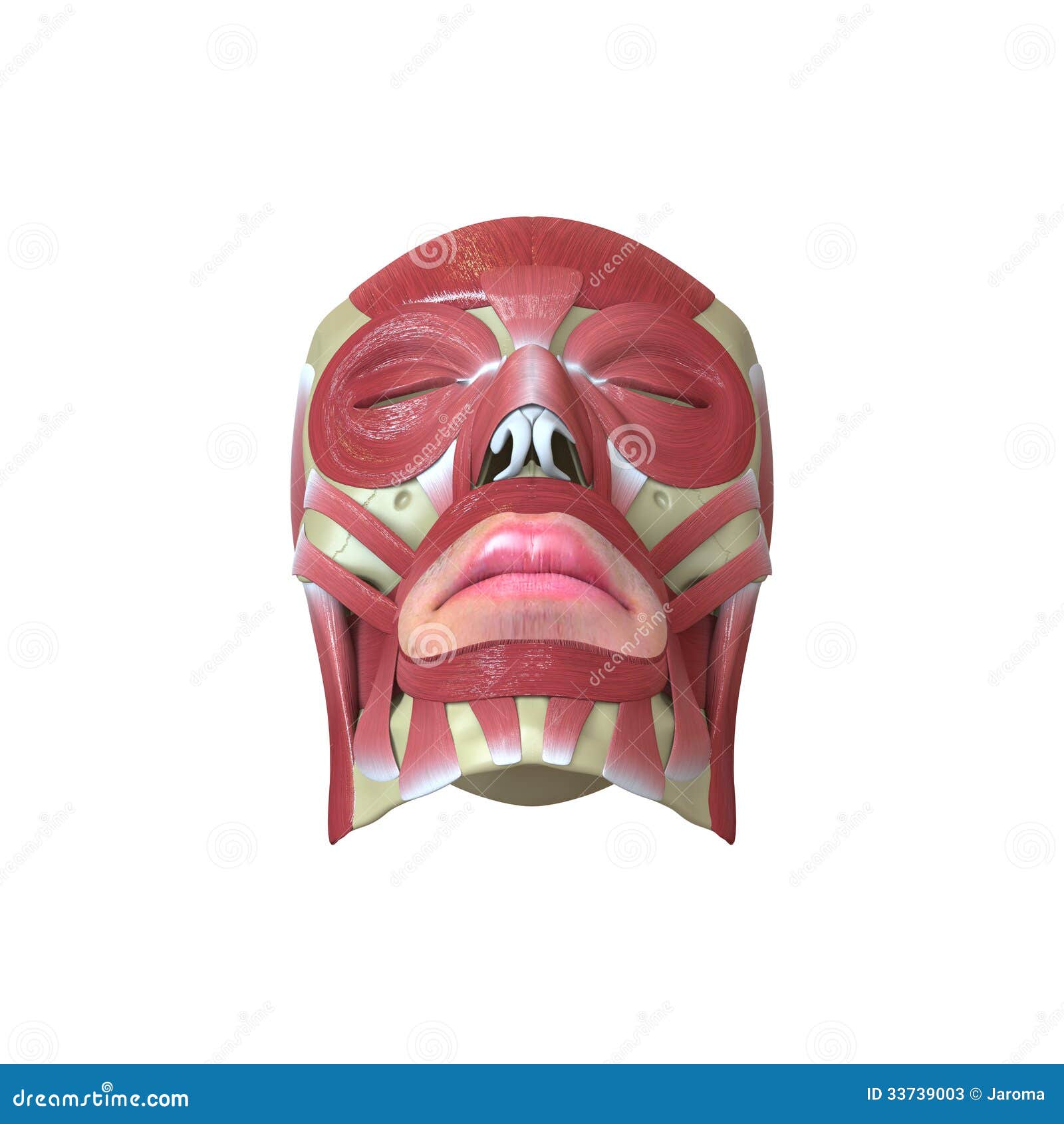 Skull And Muscles Profile Stock Image | CartoonDealer.com #60860527