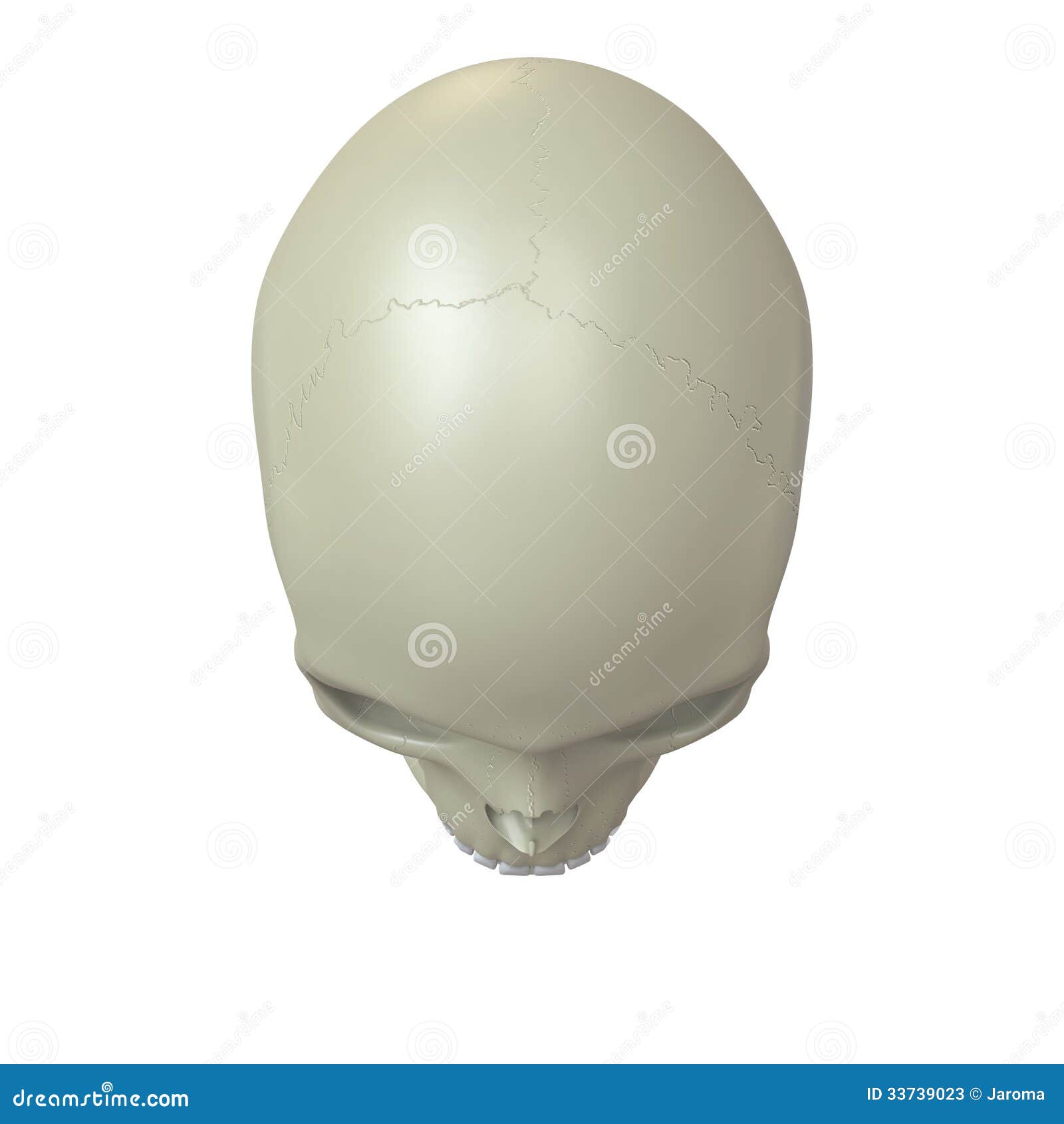 Rendered Human Skull with Muscles Stock Illustration - Illustration of ...
