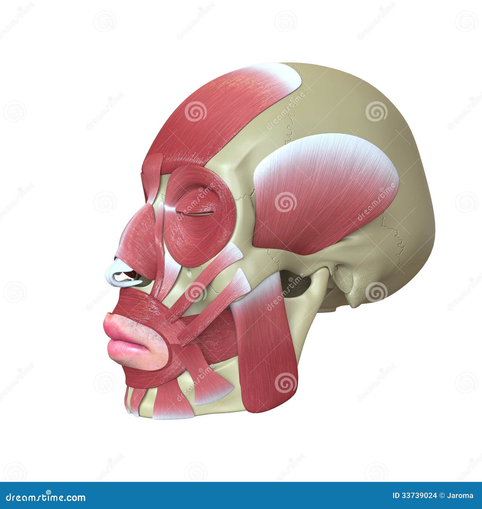 Rendered Human Skull With Muscles Royalty-Free Stock Image ...