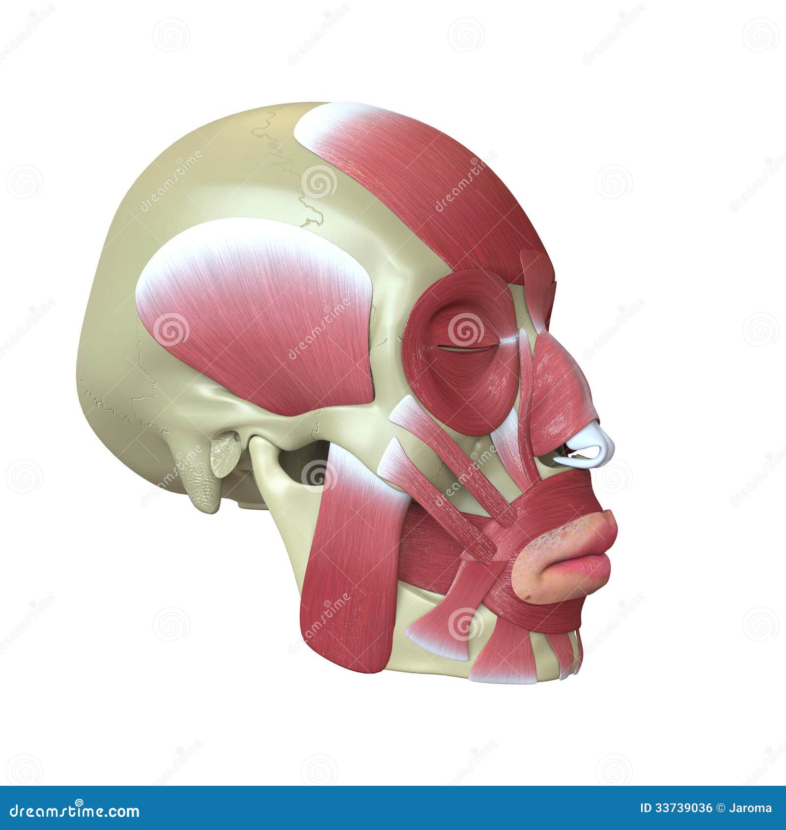 Skull With Muscles And Nerves Back View Royalty-Free Stock Photography ...