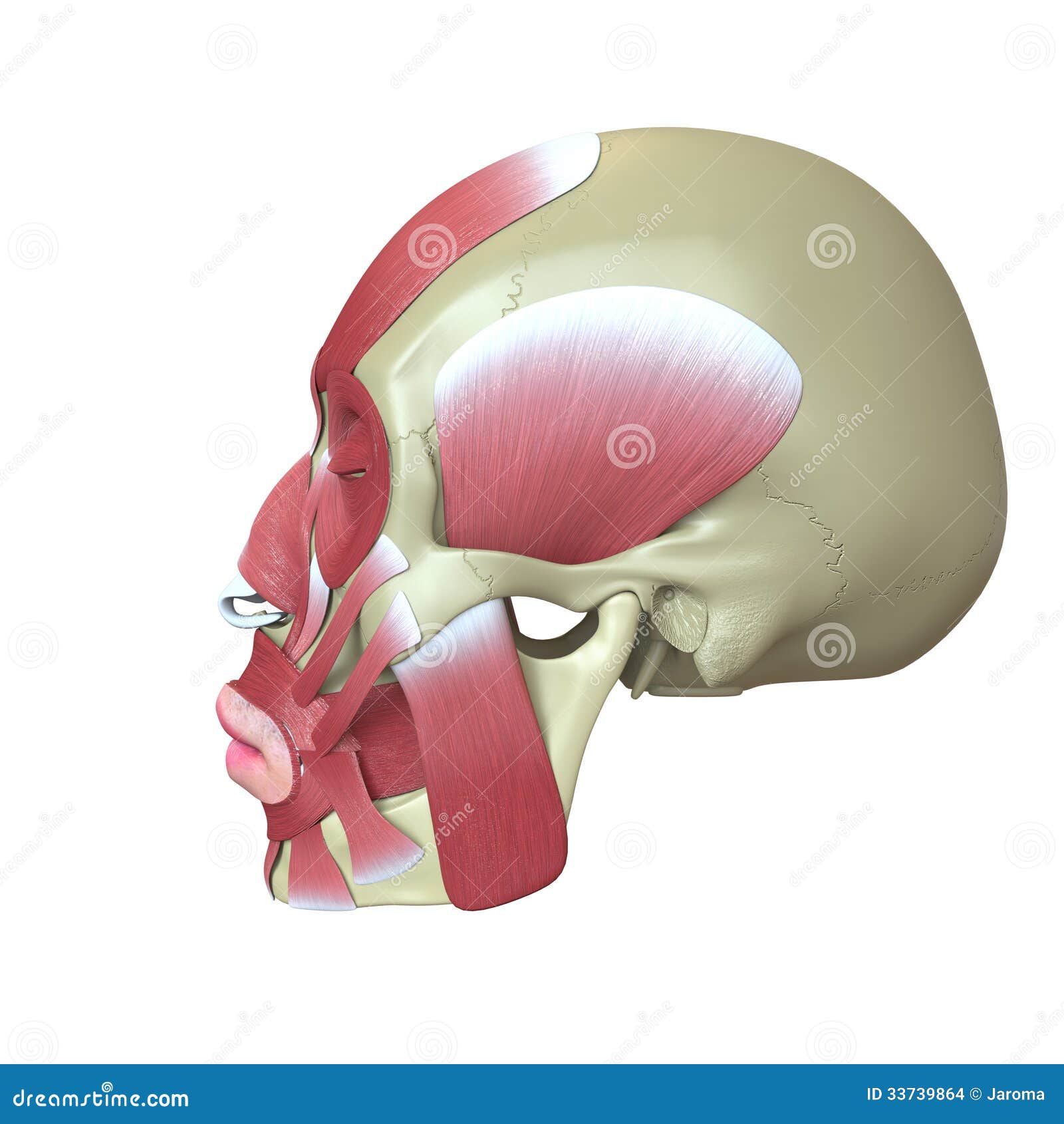 Skull With Muscles And Nerves Back View Royalty-Free Stock Photography ...