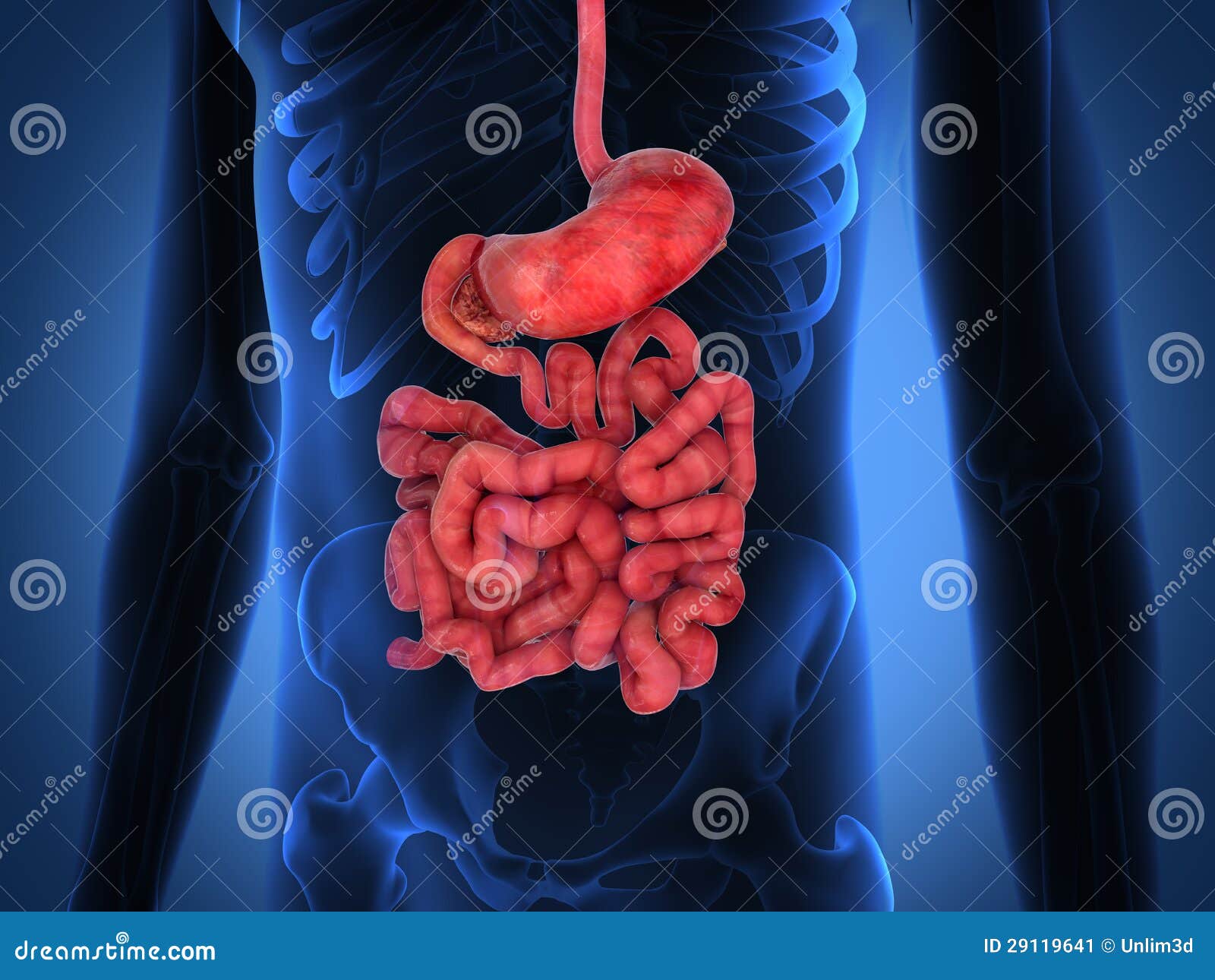 Rendering Intestinal Internal Organs Stock Illustration - Illustration ...