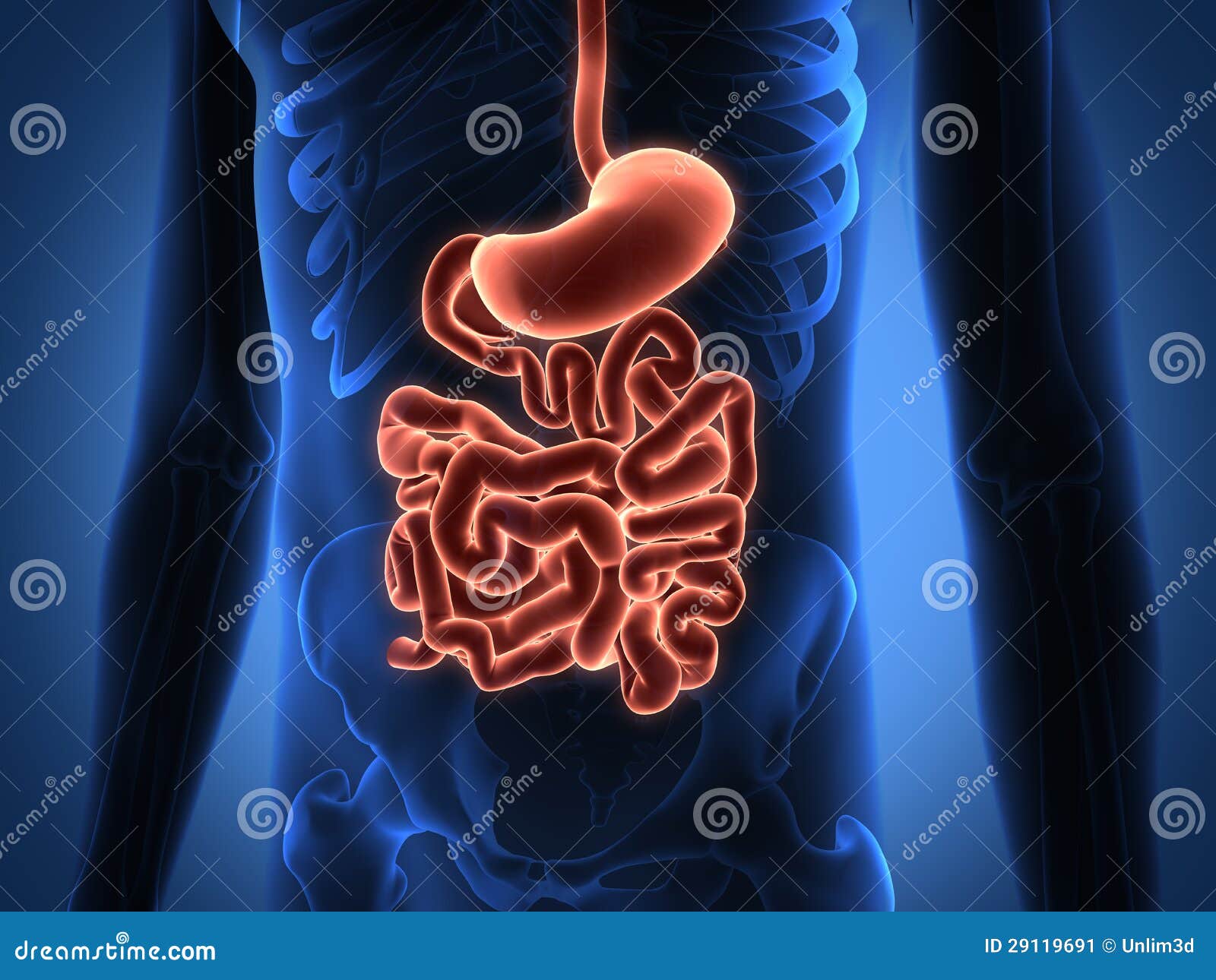 Rendering Intestinal Internal Organs Royalty-Free Stock Photography ...