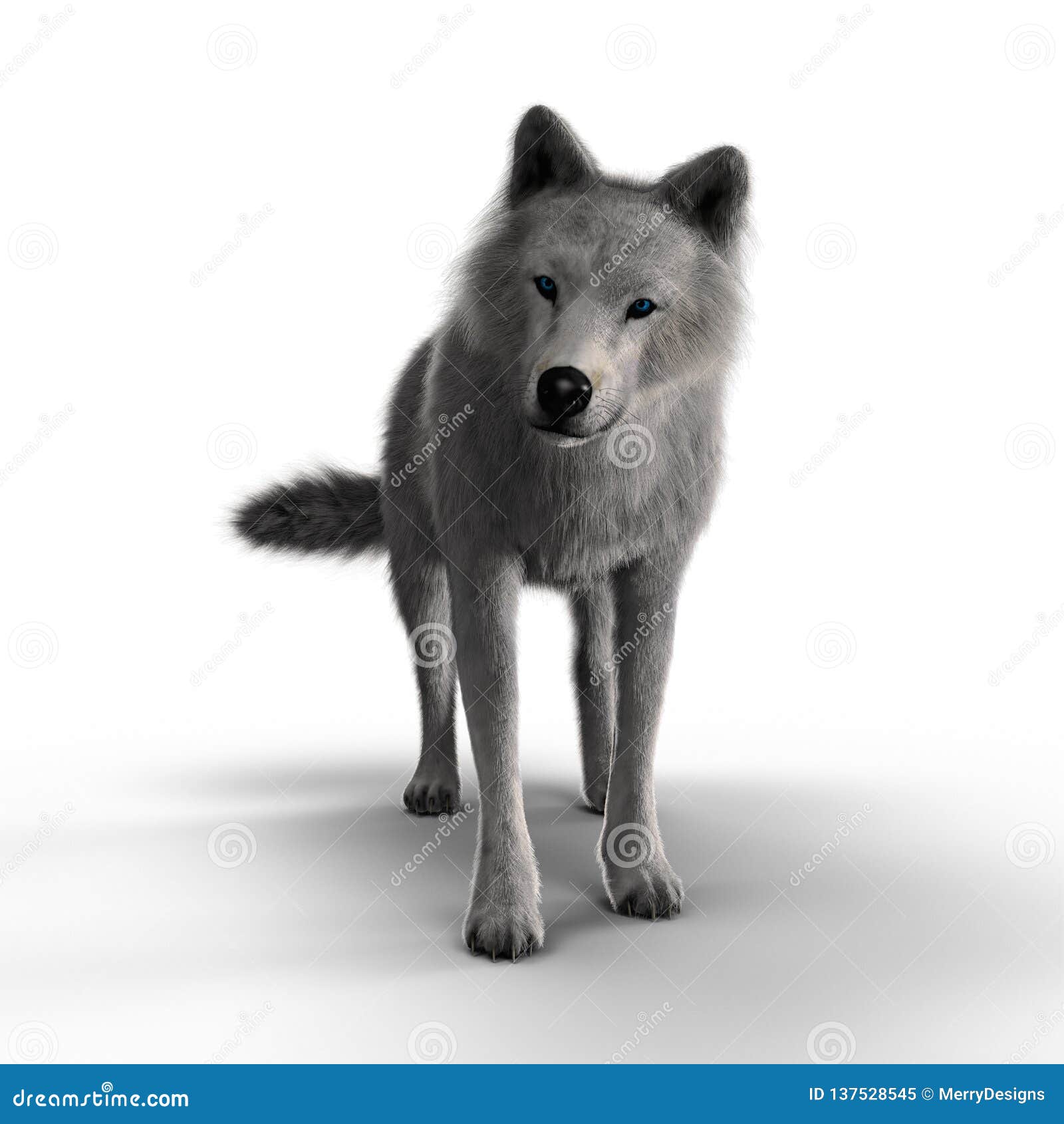White Wolf Snarling Aggressively. 3D Illustration Isolated On White ...