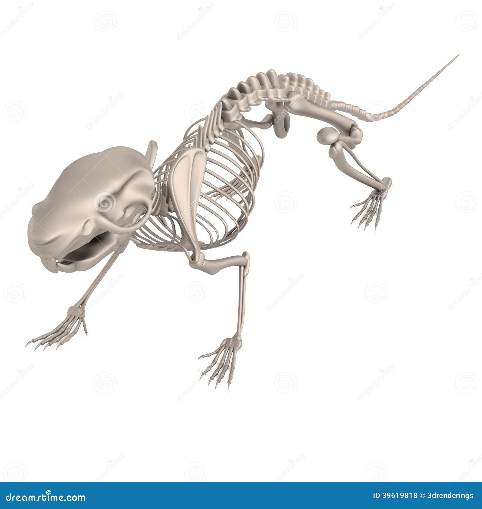 Rendez Du Squelette De Souris Illustration Stock - Illustration du ...