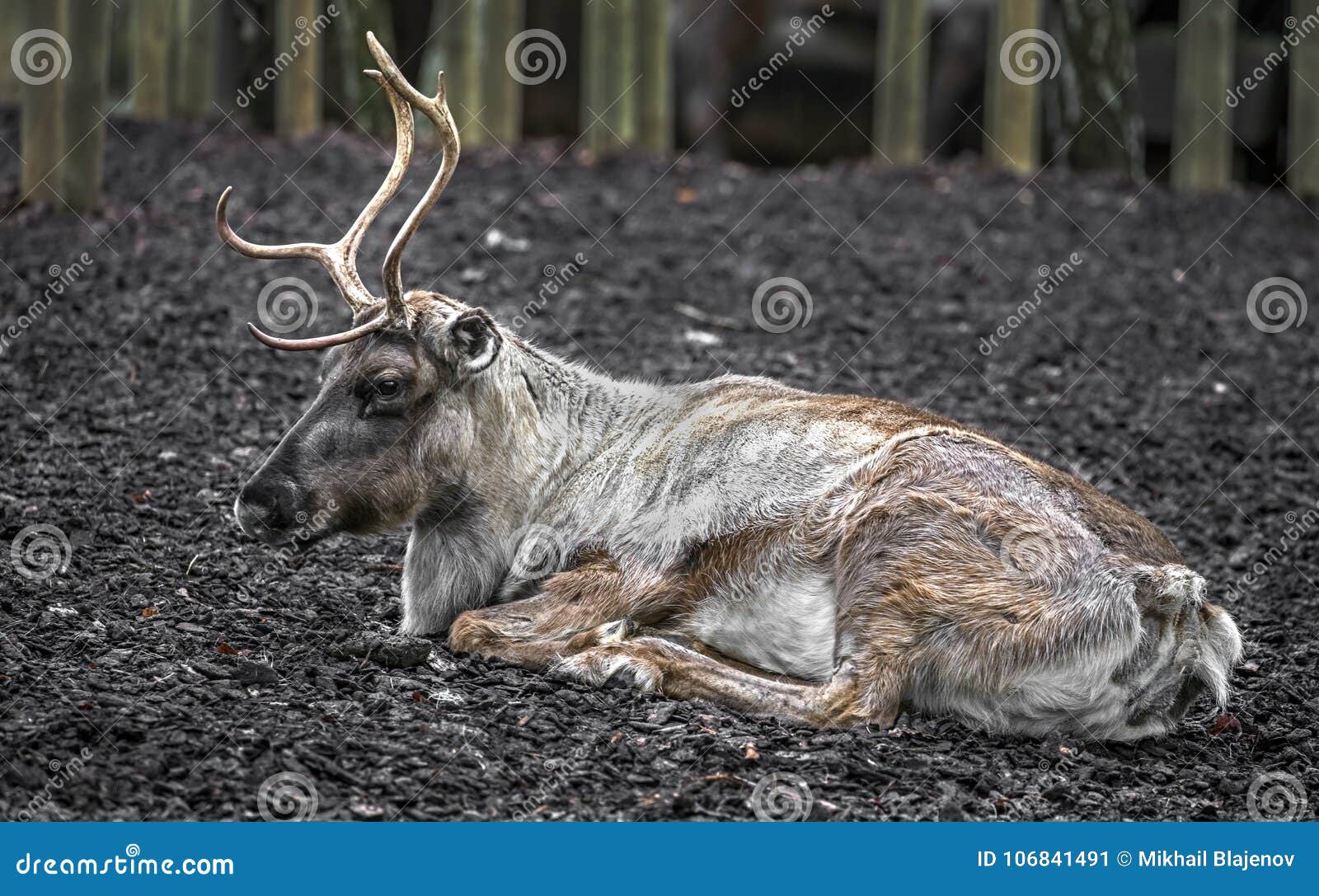 Rendier stock afbeelding. Image of schepsel, modder - 106841491