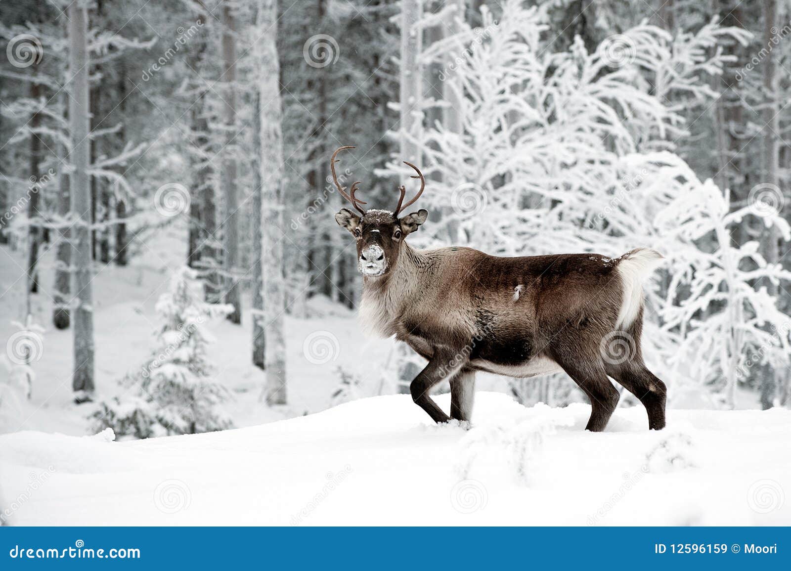 Rendier stock afbeelding. Image of wildernis, dier, winter - 12596159