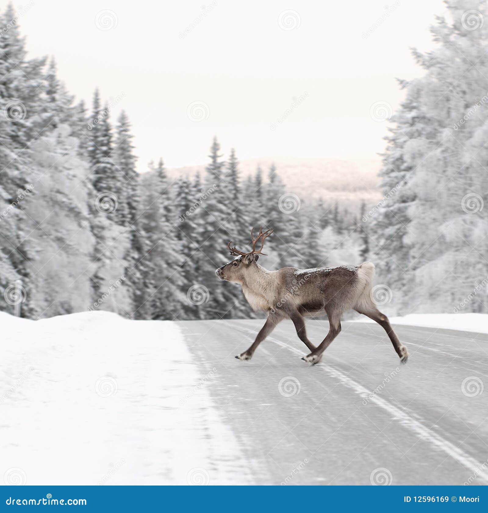 Rendier stock afbeelding. Image of kruising, wildernis - 12596169