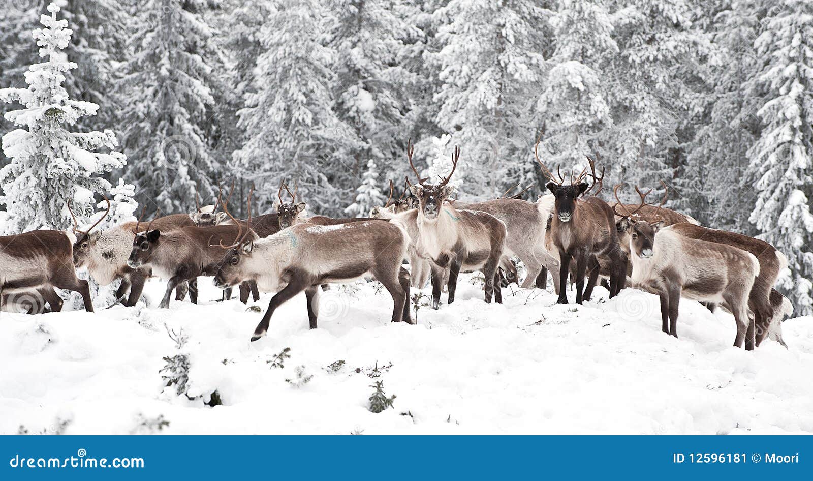 Rendier stock afbeelding. Image of jacht, noord, kariboe - 12596181