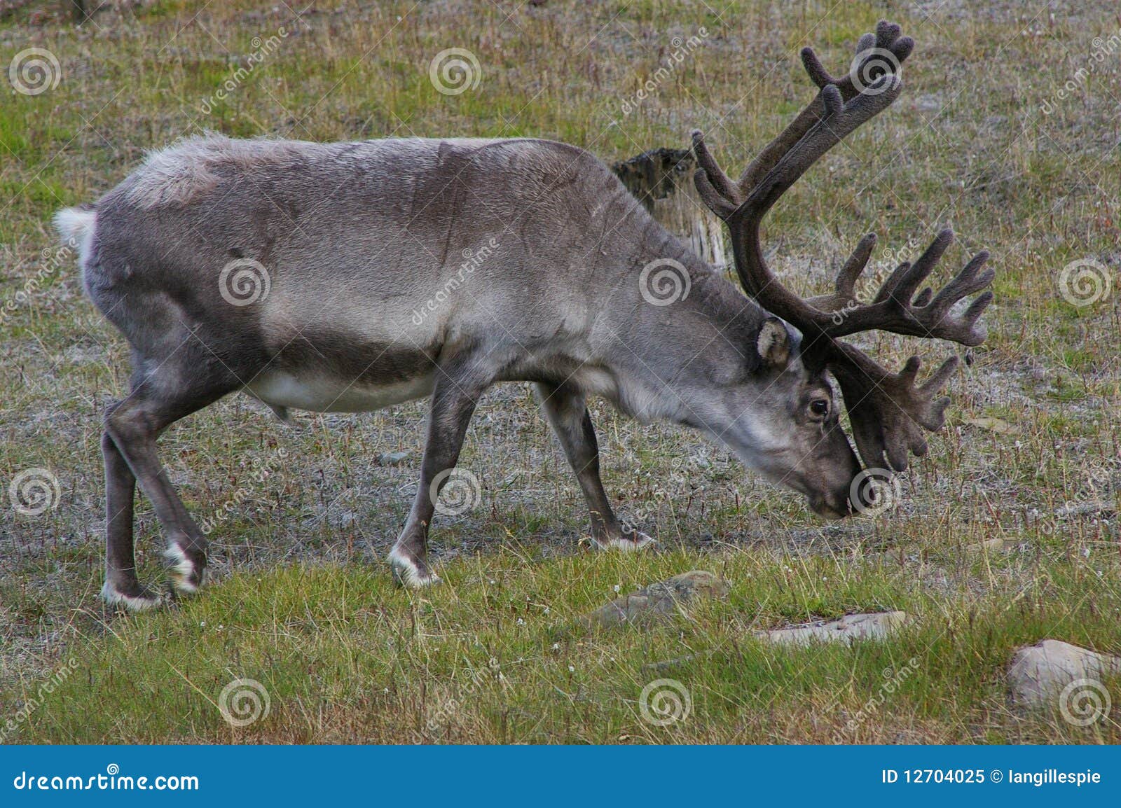 Rendier stock afbeelding. Image of wild, santa, wildernis - 12704025