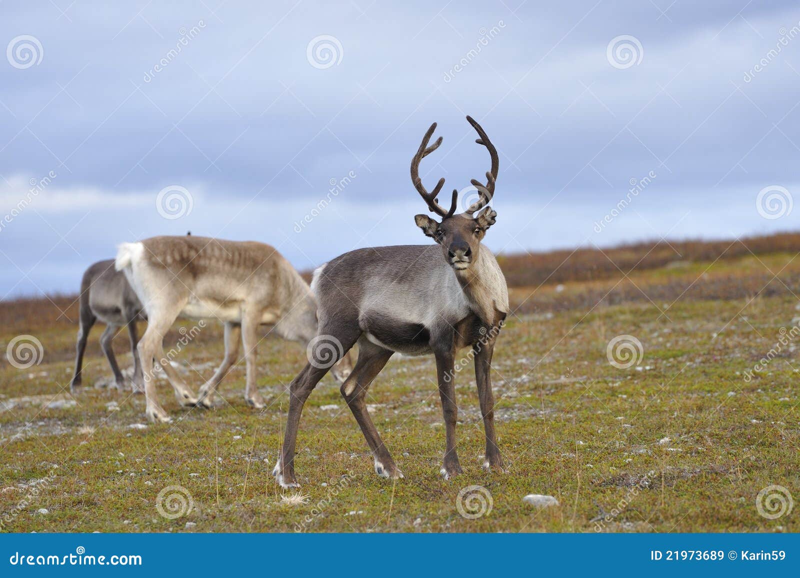 Rendier stock afbeelding. Image of zoogdier, hoofd, kijk - 21973689