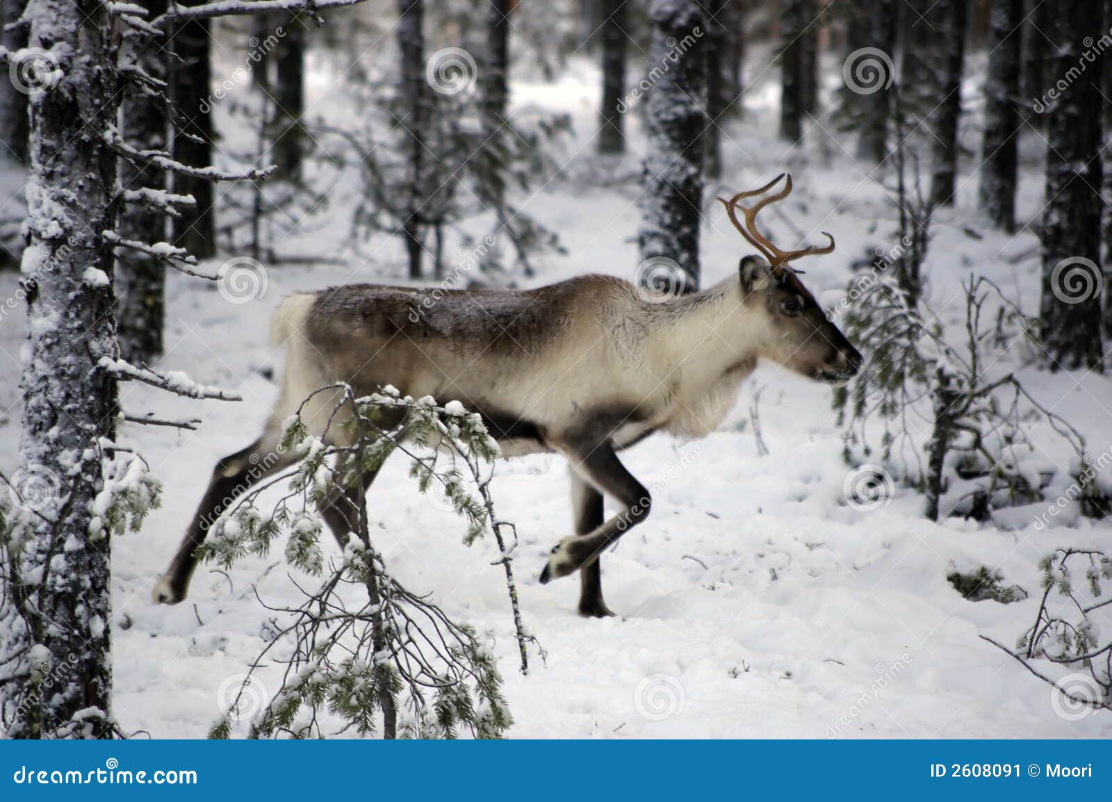 Rendier stock afbeelding. Afbeelding bestaande uit rendier - 2608091