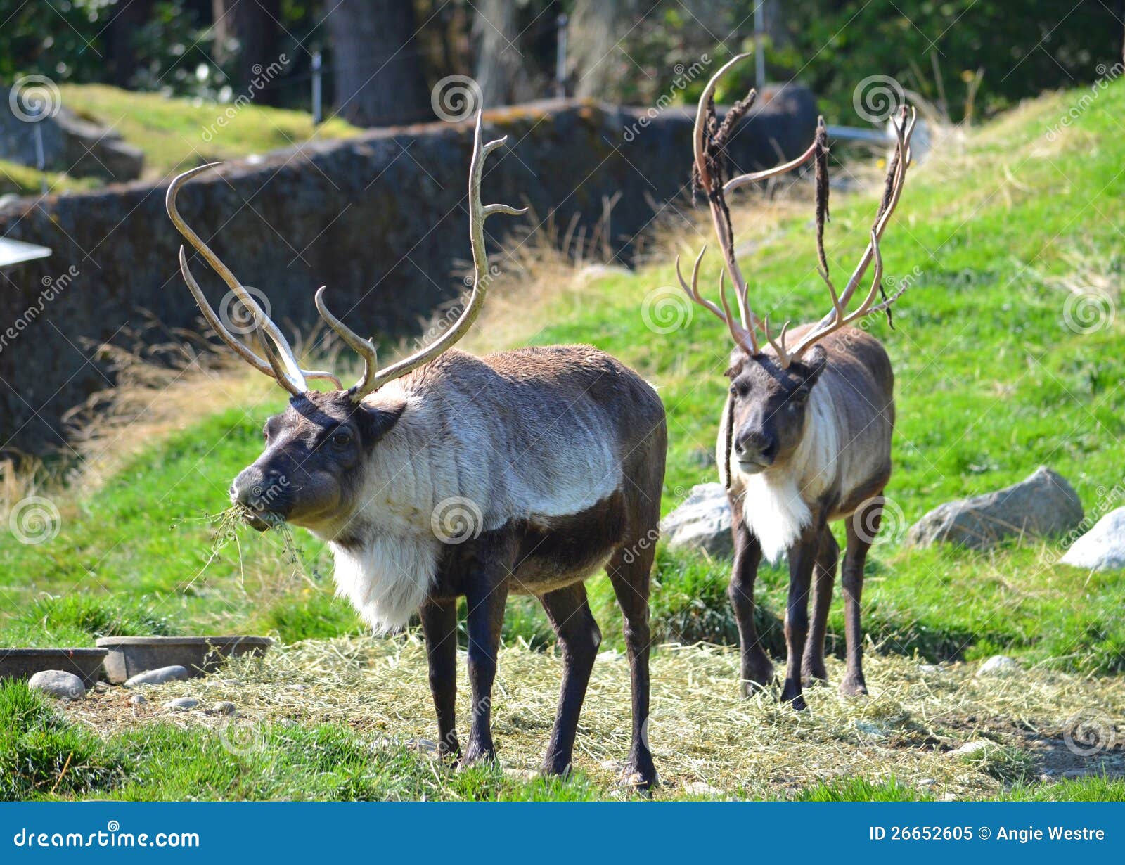 Rendier stock afbeelding. Image of wild, gebied, zoogdieren - 26652605