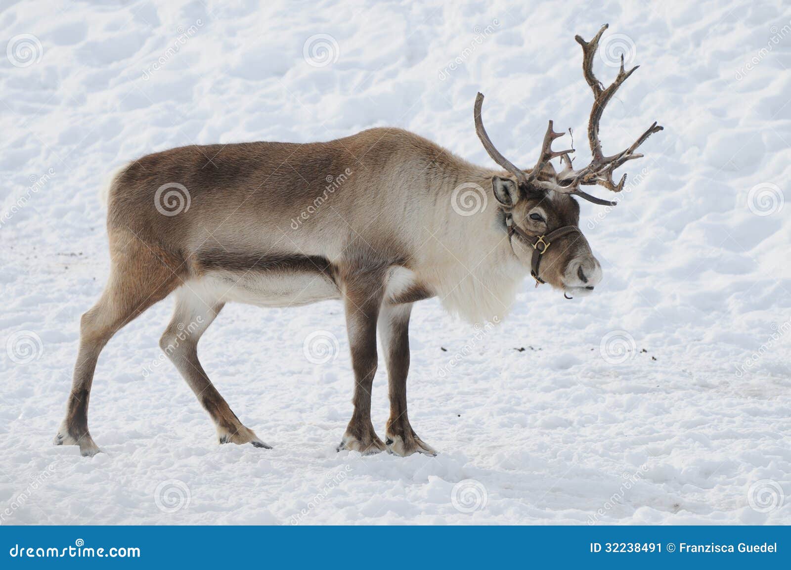 Rendier stock afbeelding. Image of zoogdier, noord, subarctisch - 32238491
