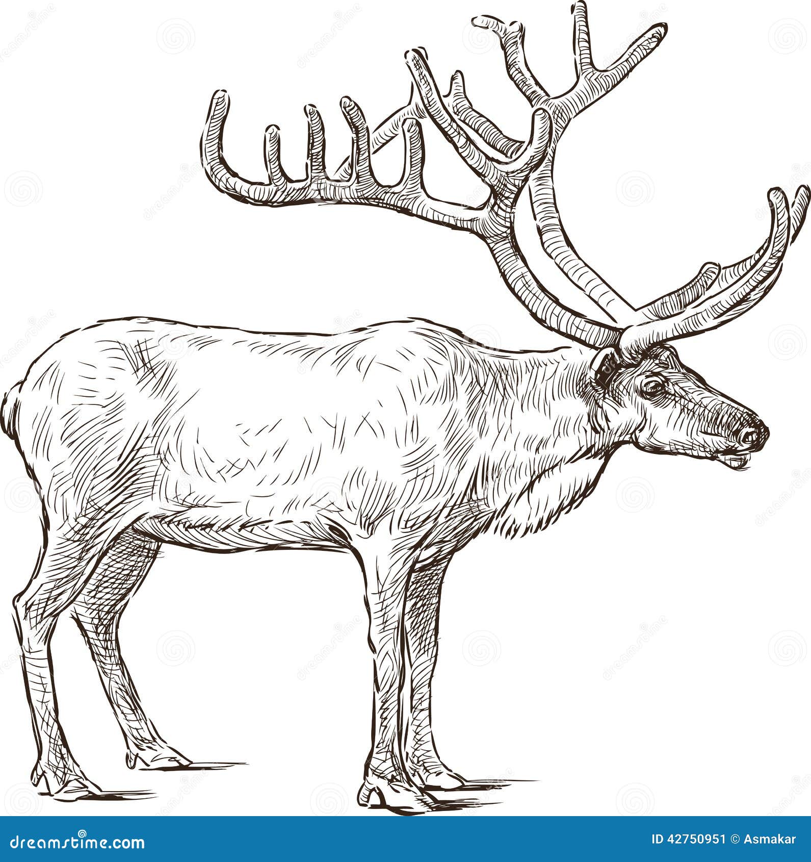 Rendier vector illustratie. Illustration of leven, hoornen - 42750951