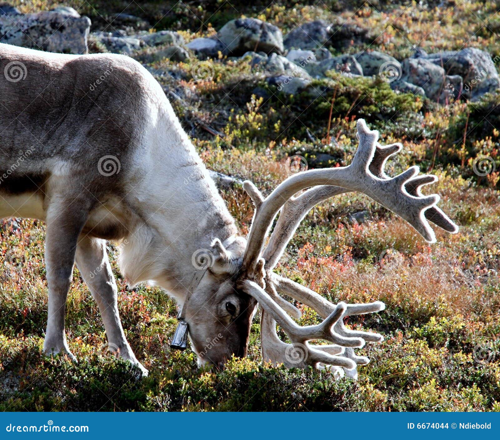 Rendier stock foto. Image of tegenstander, zoogdier, klok - 6674044