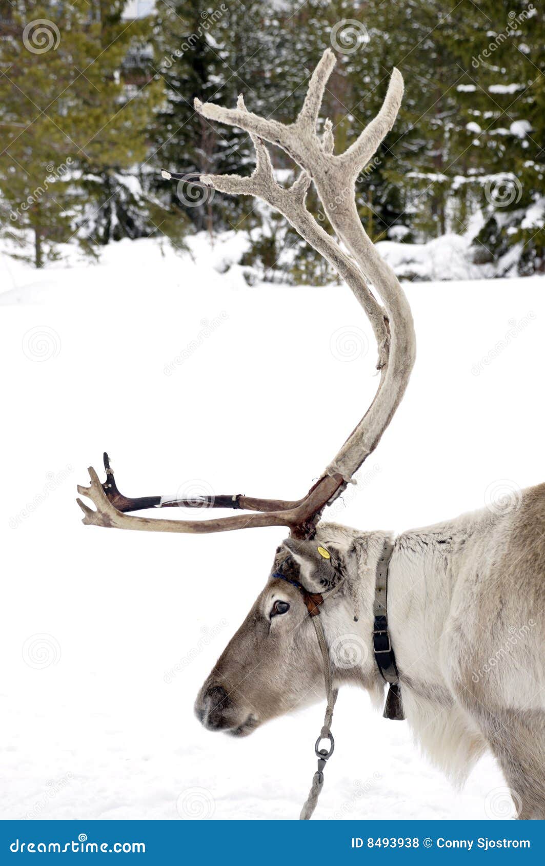 Rendier stock foto. Image of boom, sneeuw, nave, zoogdier - 8493938