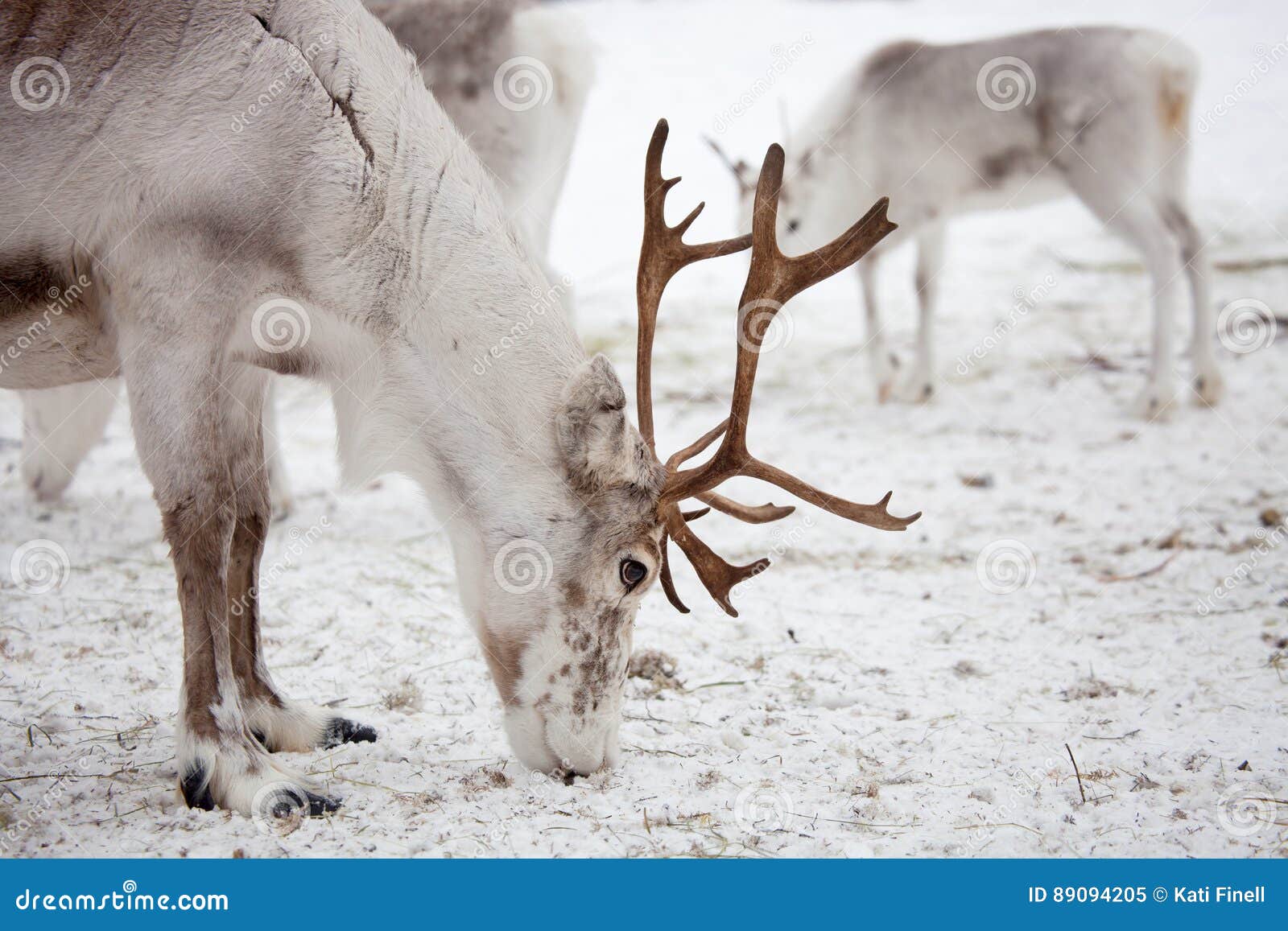 Rendier stock afbeelding. Image of landen, dier, herten - 89094205