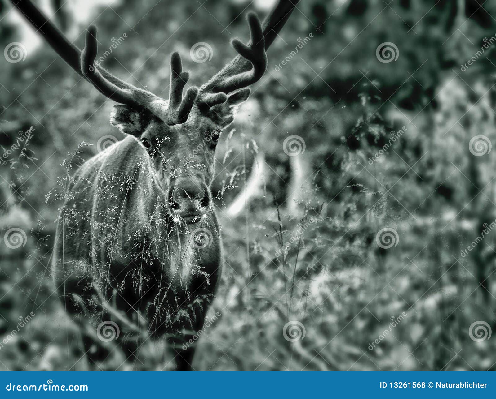 Rendier in bos stock foto. Image of leefgebied, bosbouw - 13261568