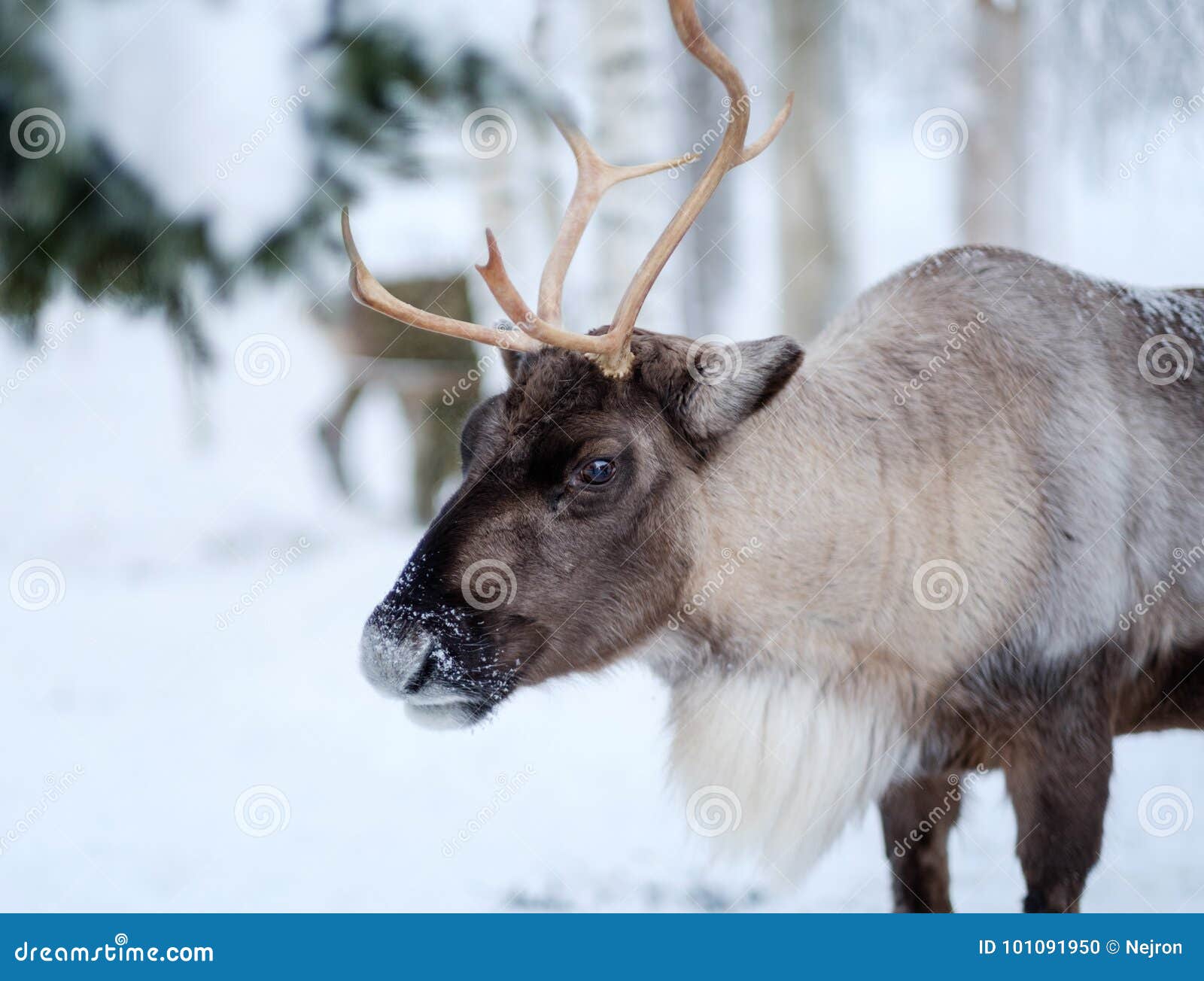 Rendier in Een De Winterlandschap Stock Foto - Image of rendier ...