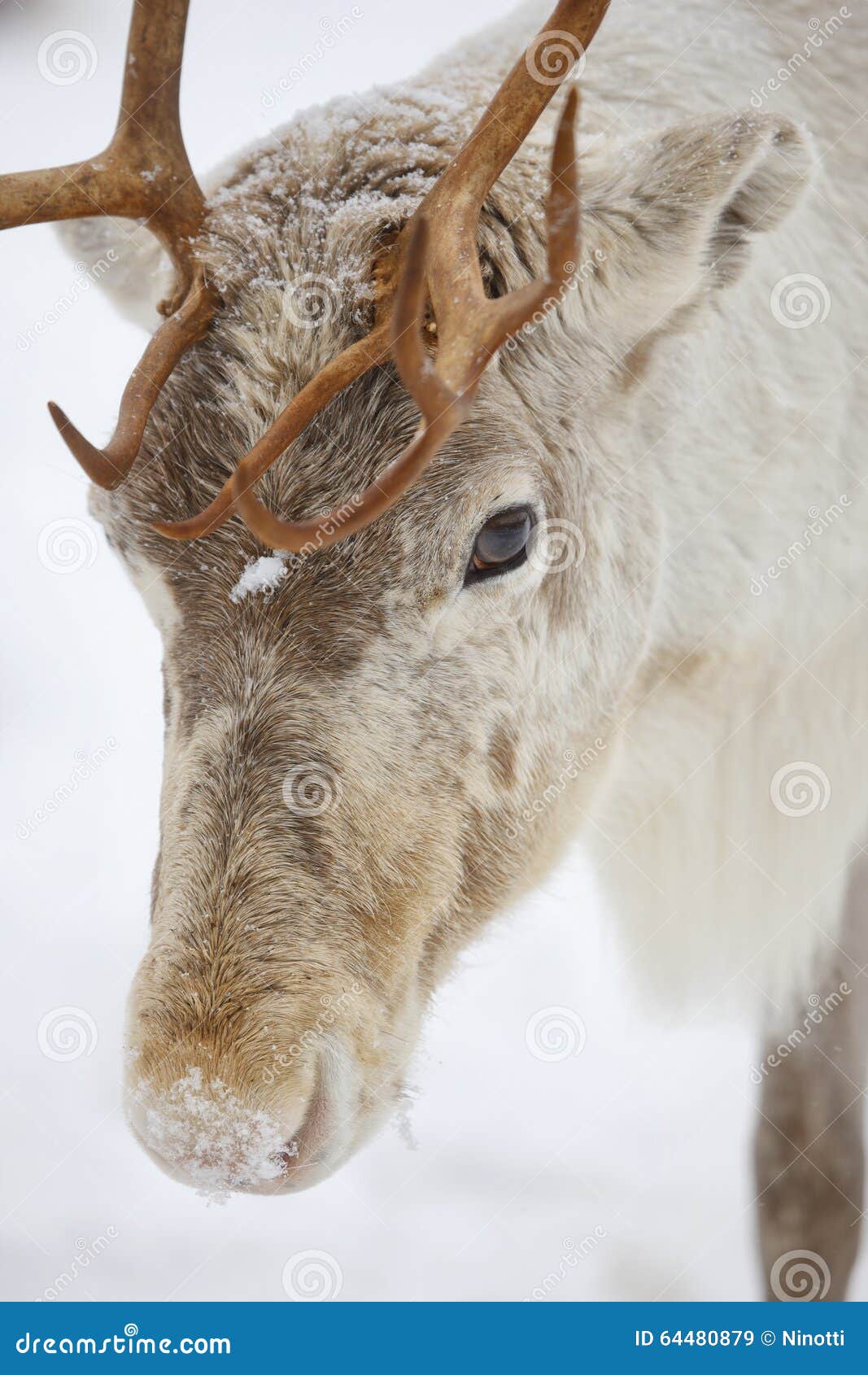 Rendier Hoofd Dichte Omhooggaand Stock Afbeelding - Image of lapland ...