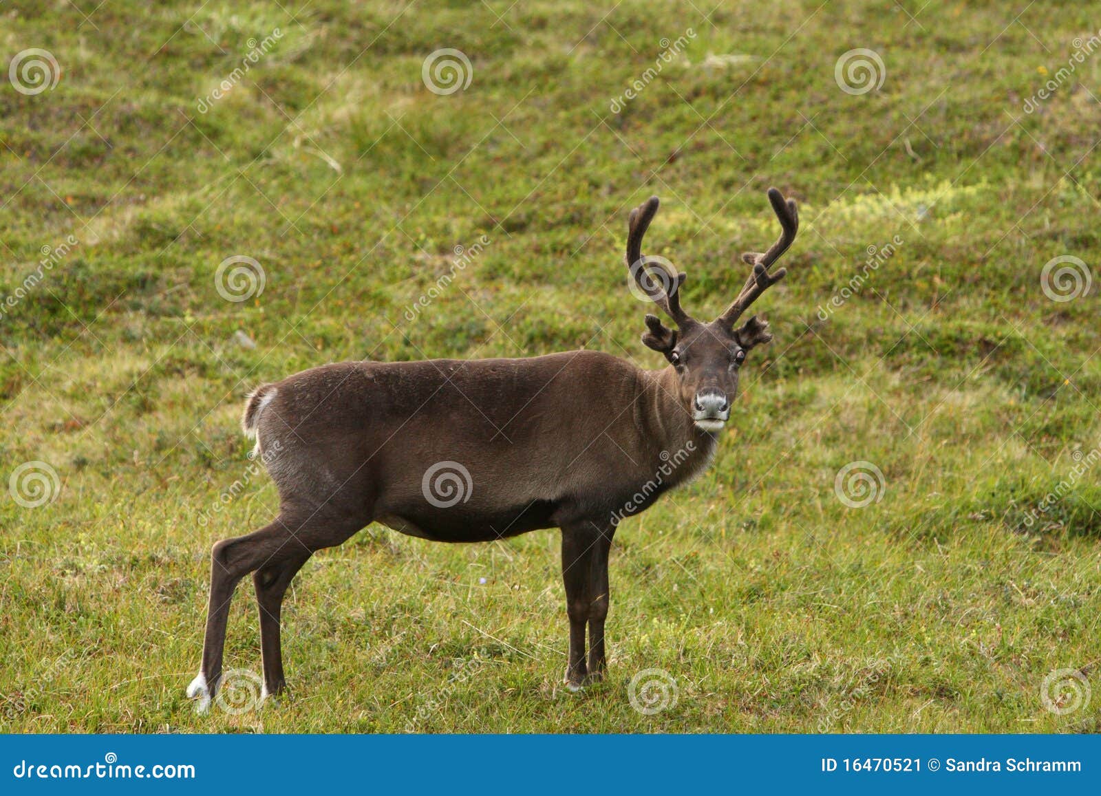 Rendier in Noorwegen stock afbeelding. Image of bergen - 16470521