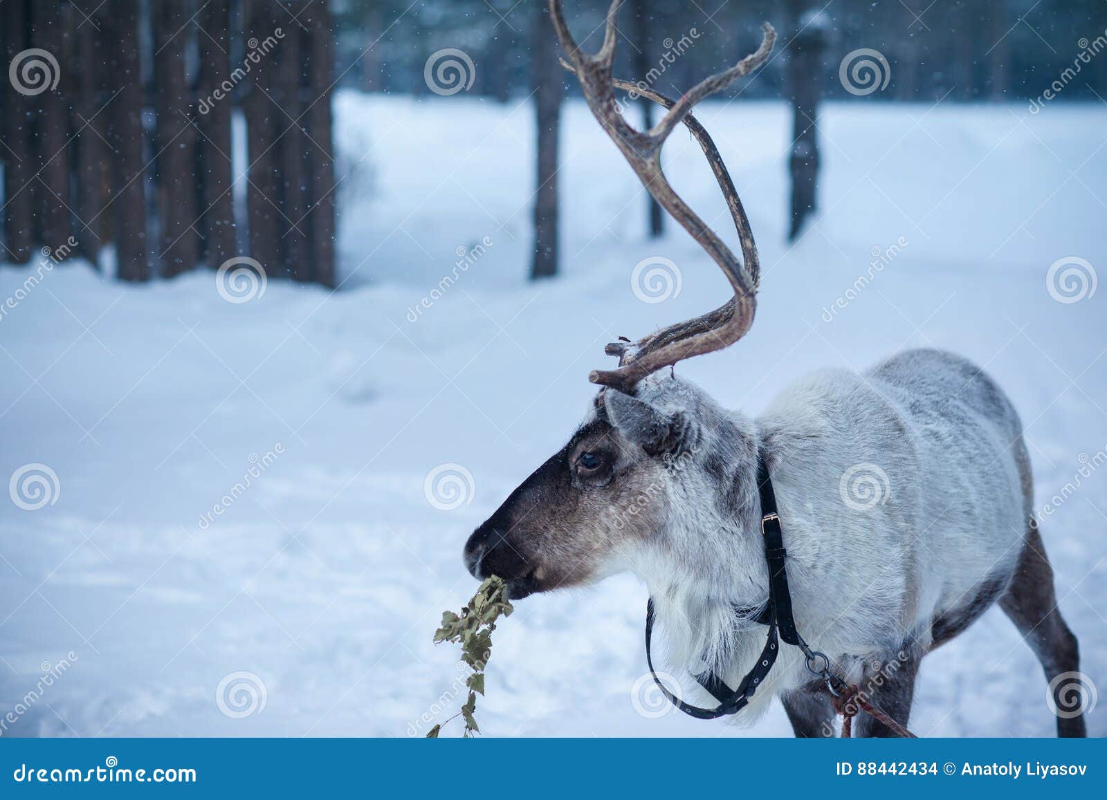 Rendier Op De Achtergrond Van Een Sneeuwlandschap Stock Foto - Image of ...