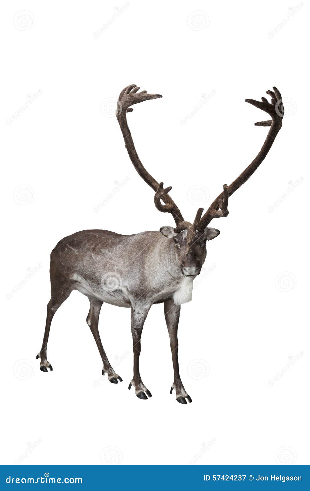 Rendier Op Wit Wordt Geïsoleerd Dat Stock Afbeelding - Image of ...