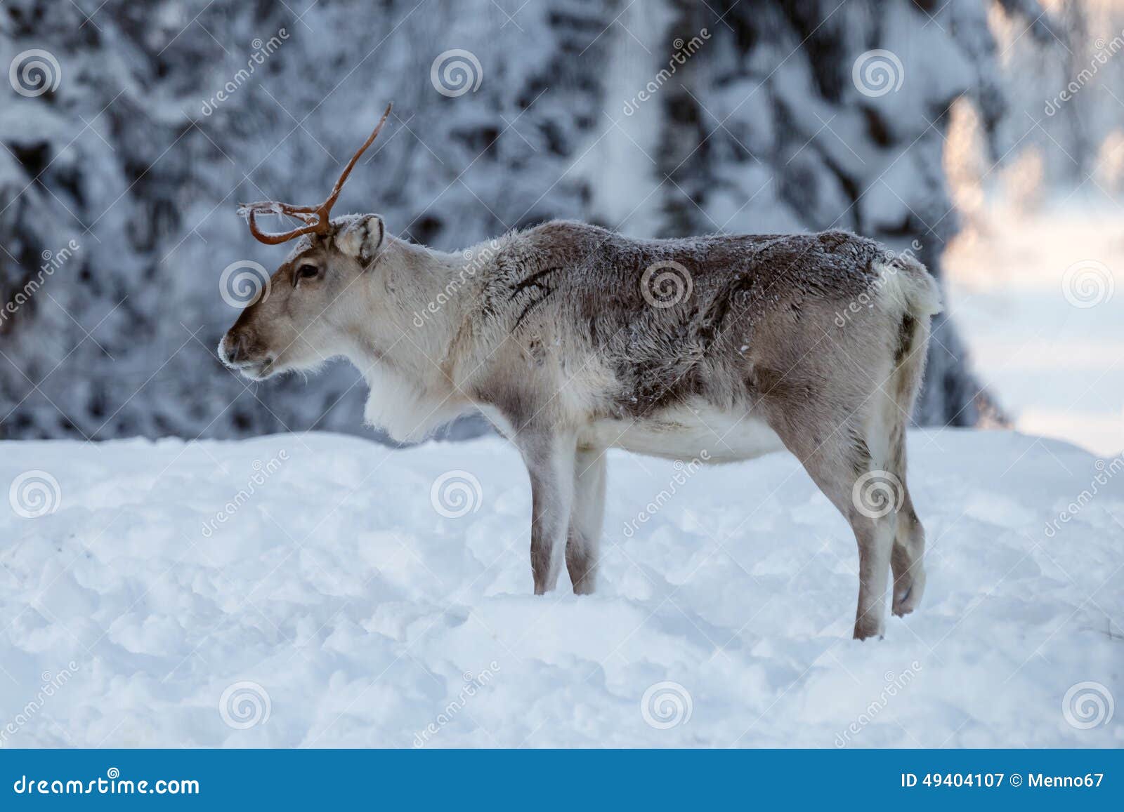 Rendier in sneeuw stock afbeelding. Image of gehoornd - 49404107