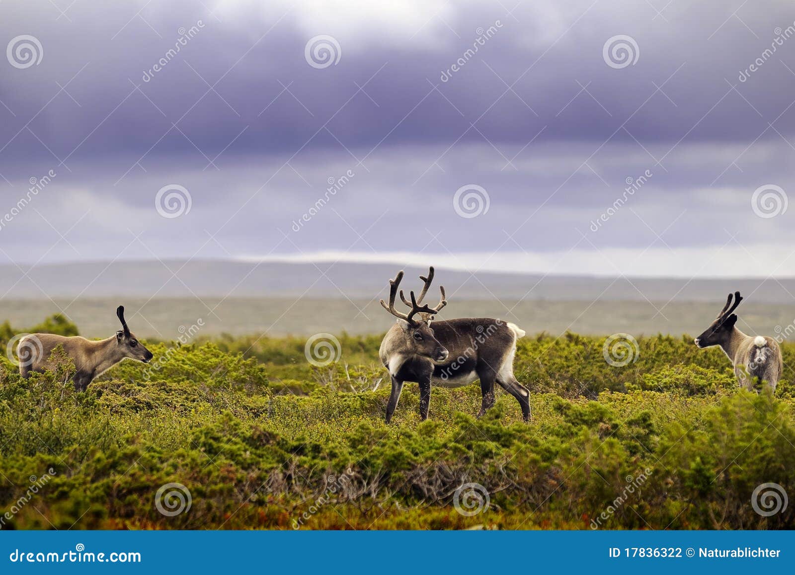 Rendier in Zweden stock foto. Image of toendra, hemel - 17836322