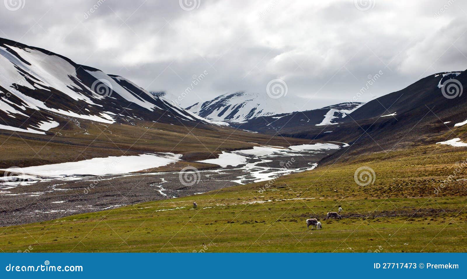Rendieren in Toendra in Svalbard Stock Afbeelding - Image of atlantisch ...