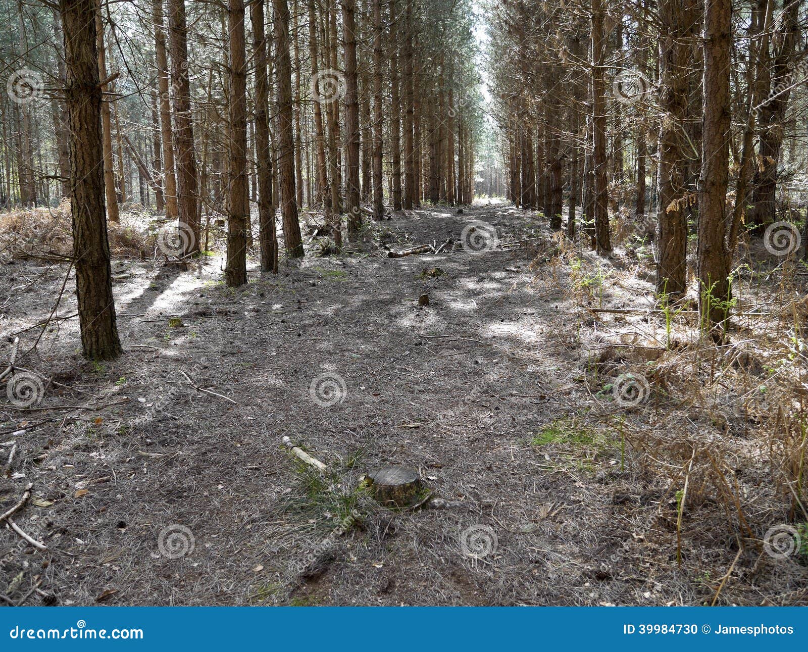 Rendlesham Forest in Spring - Suffolk Stock Photo - Image of trees ...