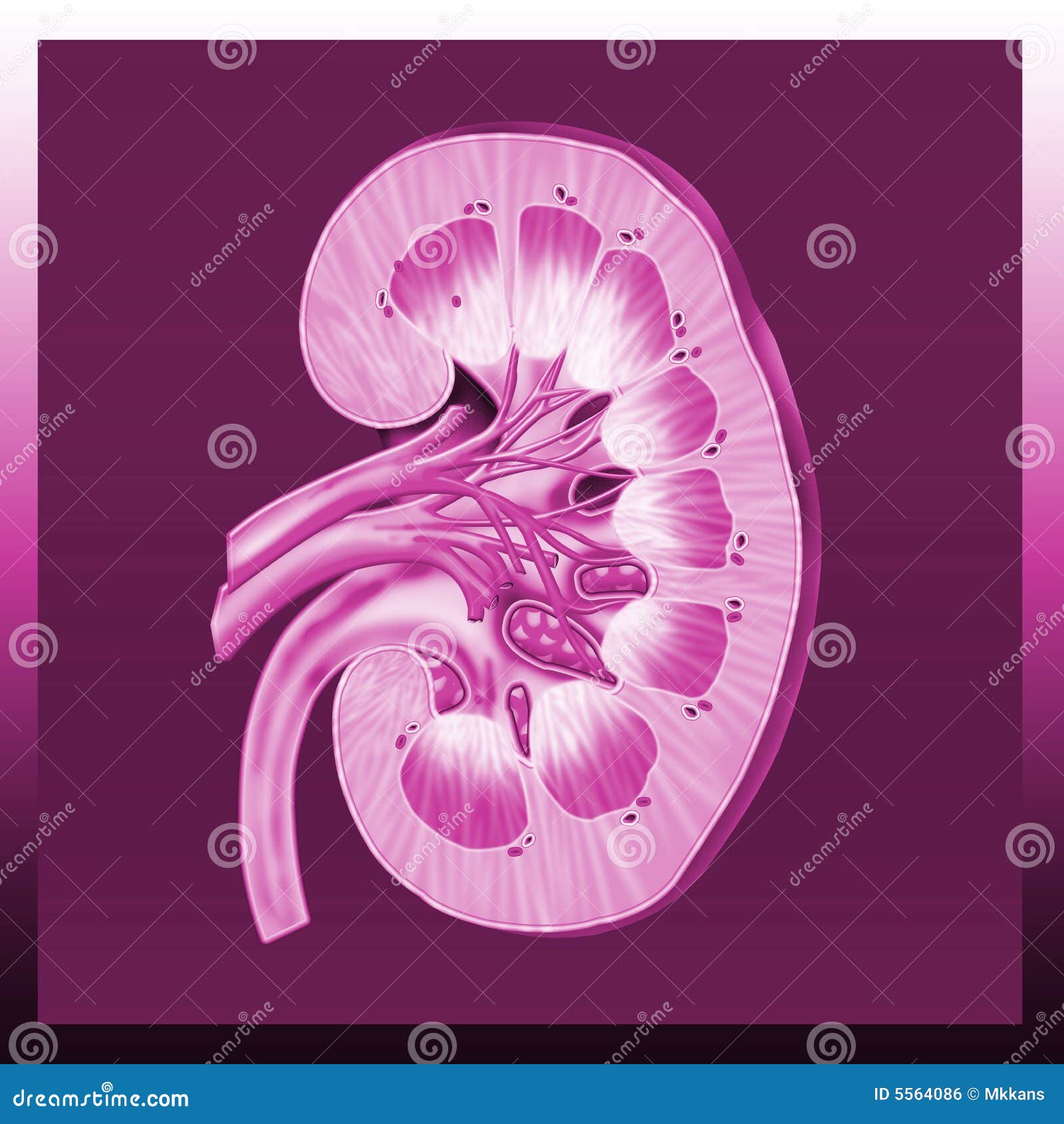 Rene illustrazione di stock. Illustrazione di anatomia - 5564086