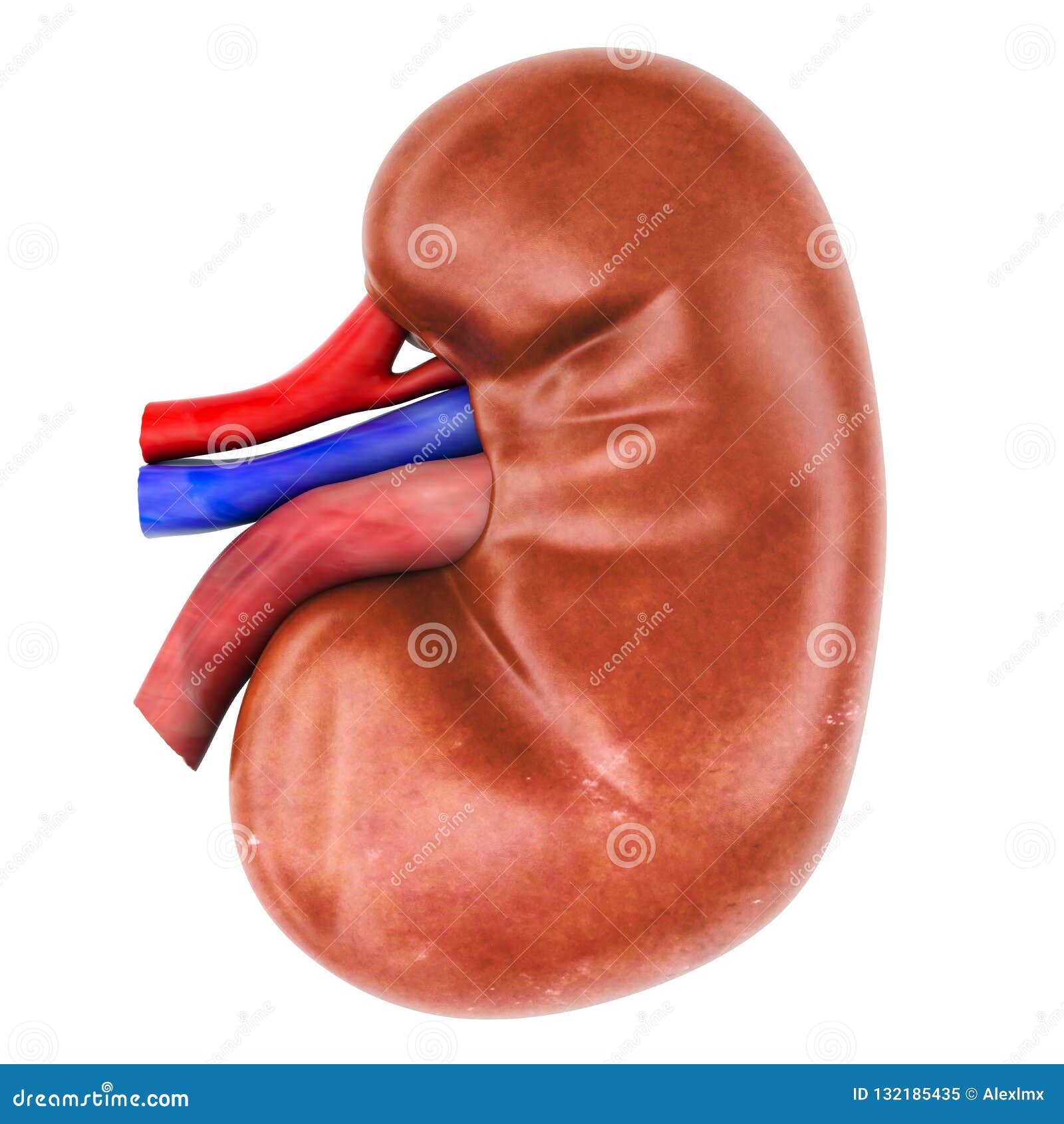 Rene Umano, Rappresentazione 3D Illustrazione di Stock - Illustrazione ...