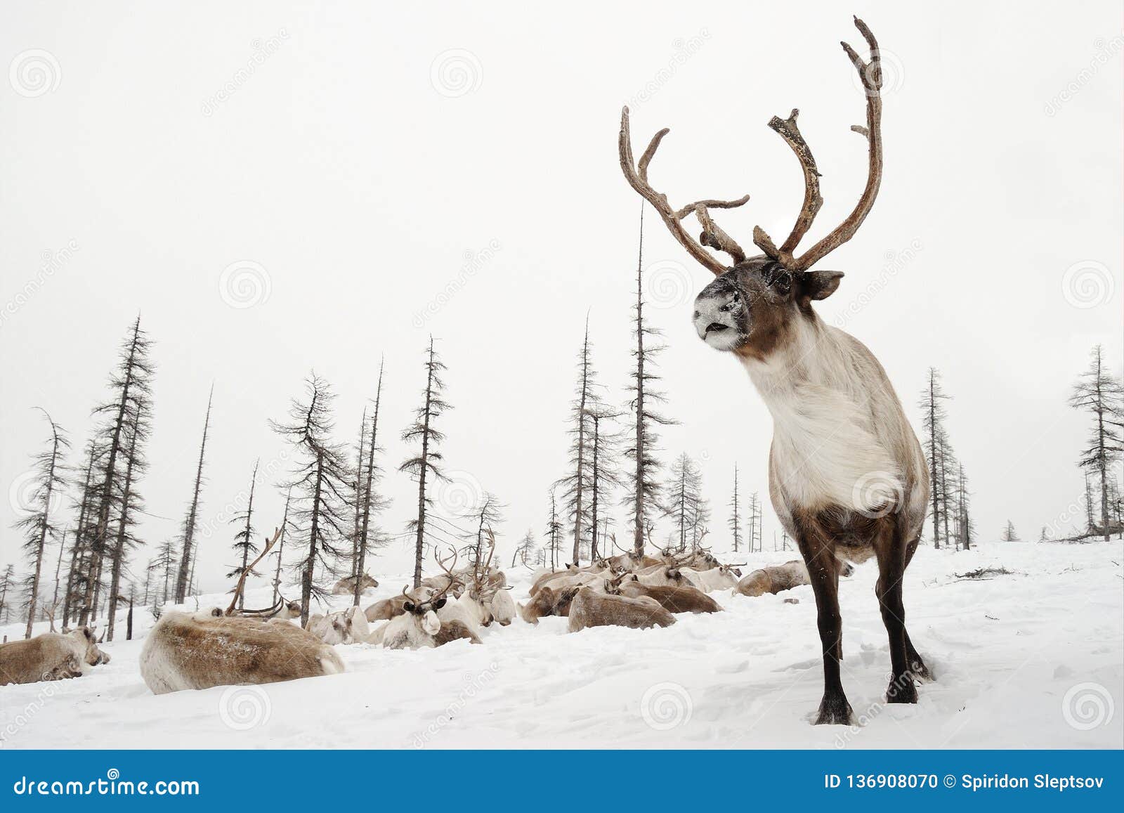 Rene Winter Yakutia stockfoto. Bild von wald, frost - 136908070