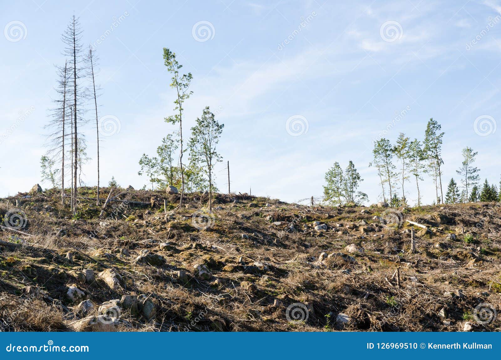 Renewable Recources, Harvested Forest Stock Photo - Image of background ...
