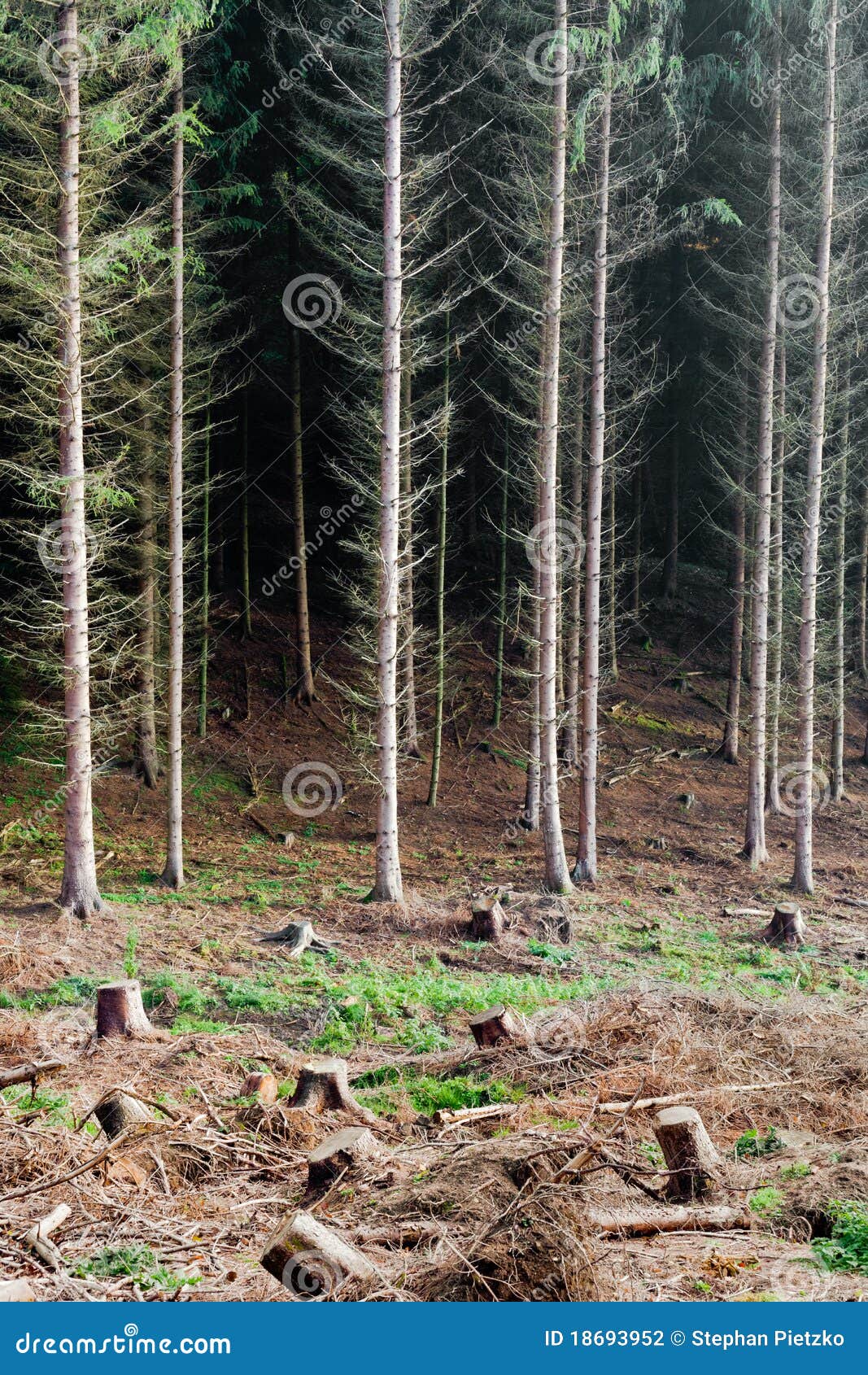Renewable resource forest stock photo. Image of rural - 18693952