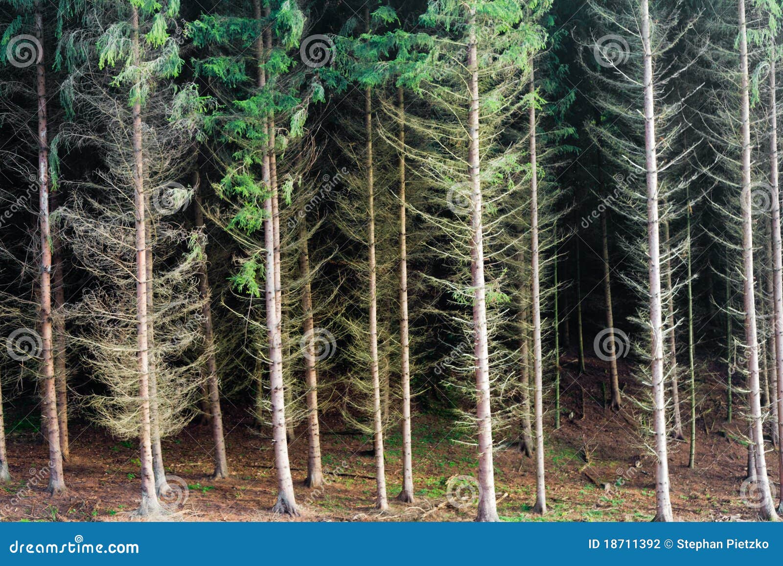 Renewable resource forest stock photo. Image of forestry - 18711392